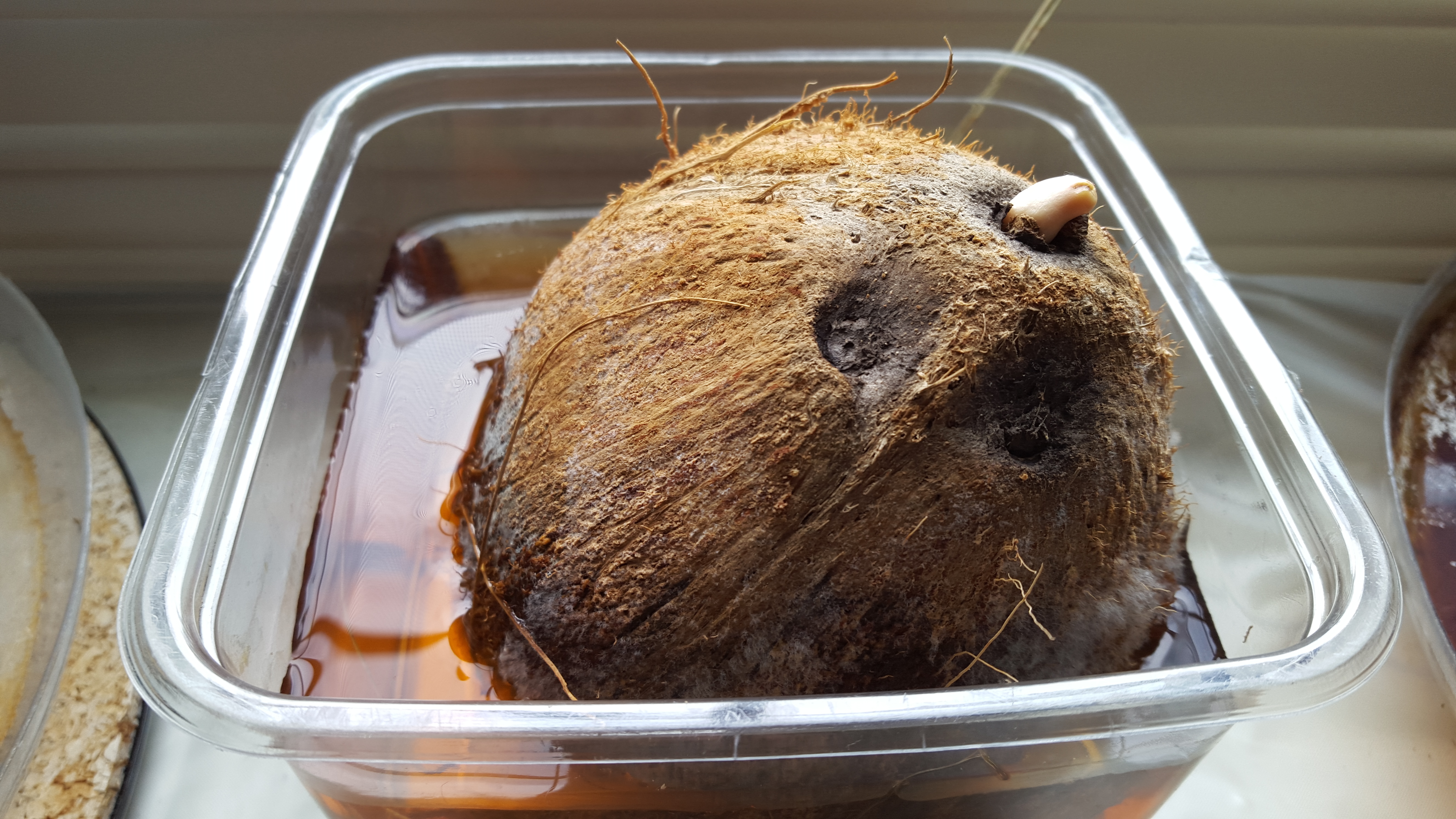 Has Anyone Start A Coconut Tree From A Store Bought Nut General 