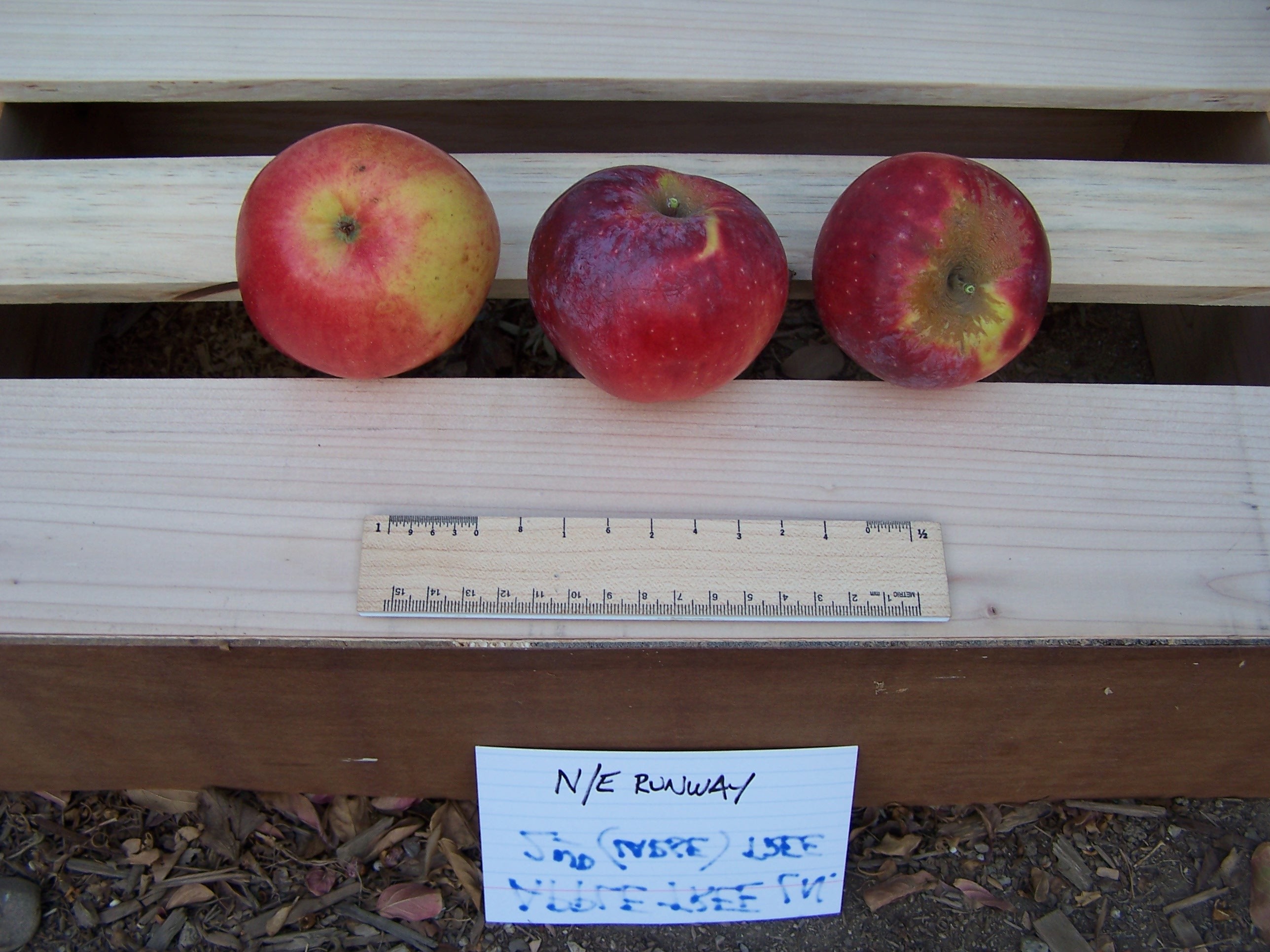 Blue Pearmain apple - General Fruit Growing - Growing Fruit