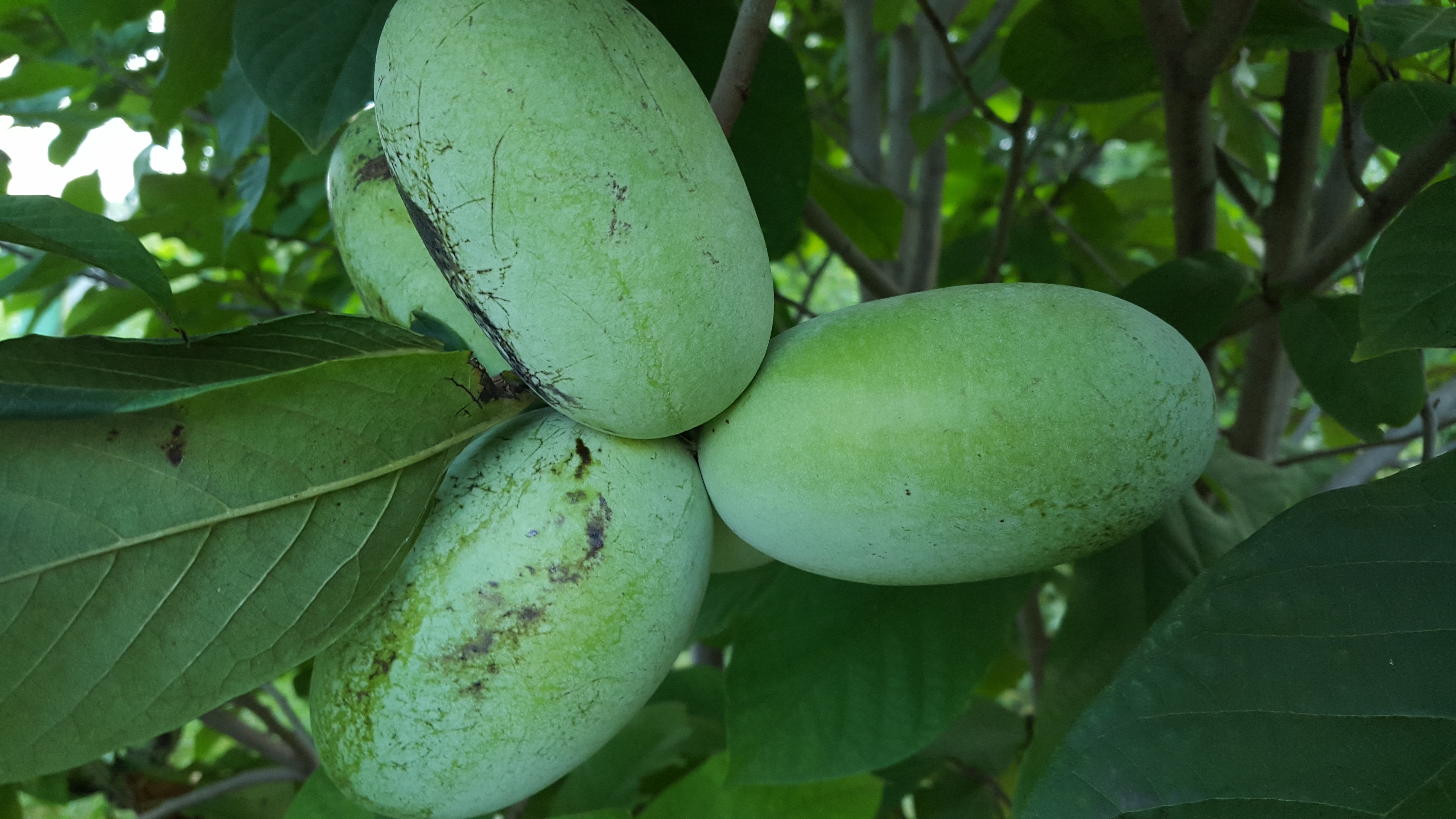 Shenandoah pawpaws getting close to harvest time - General Gardening ...