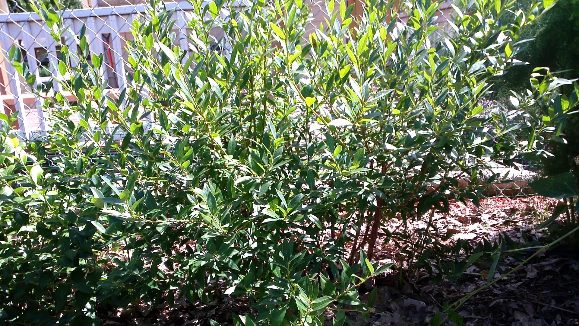 Blueberry Planting Beds