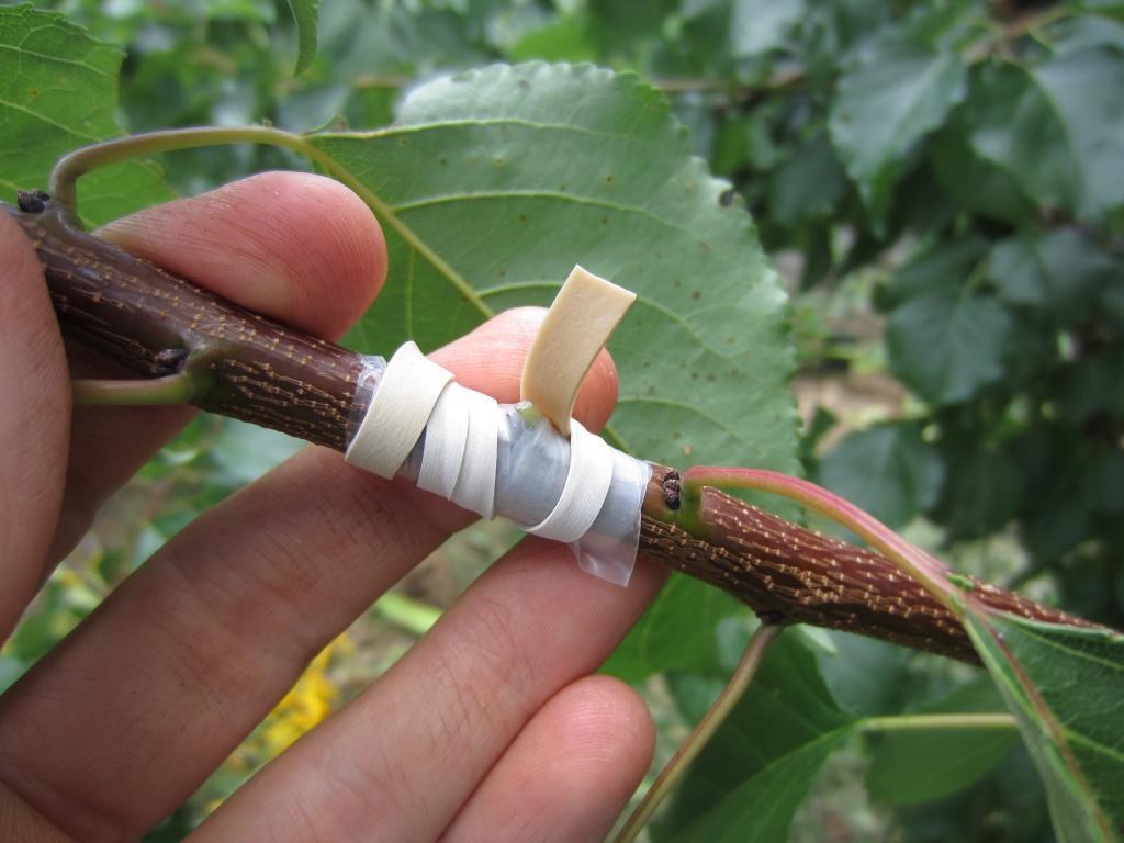 Summer budwood grafting--time pressure? - General Fruit Growing ...