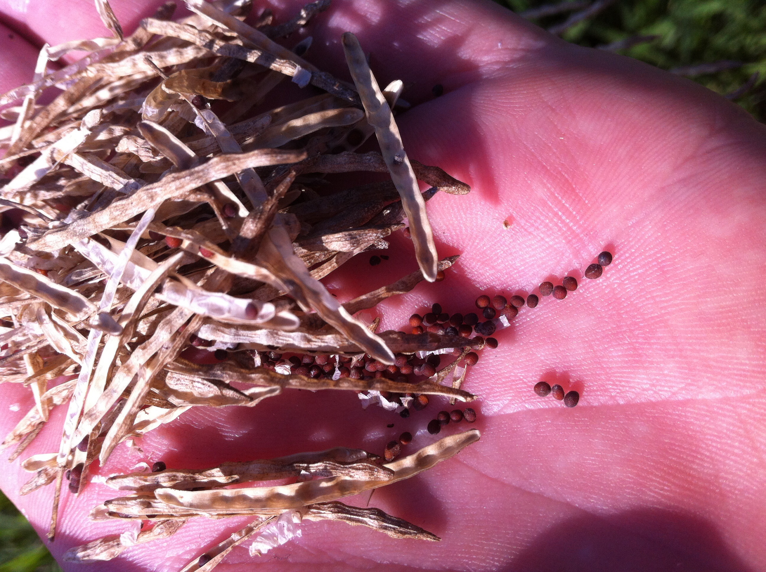 Mustard seed Harvest - General Gardening - Growing Fruit