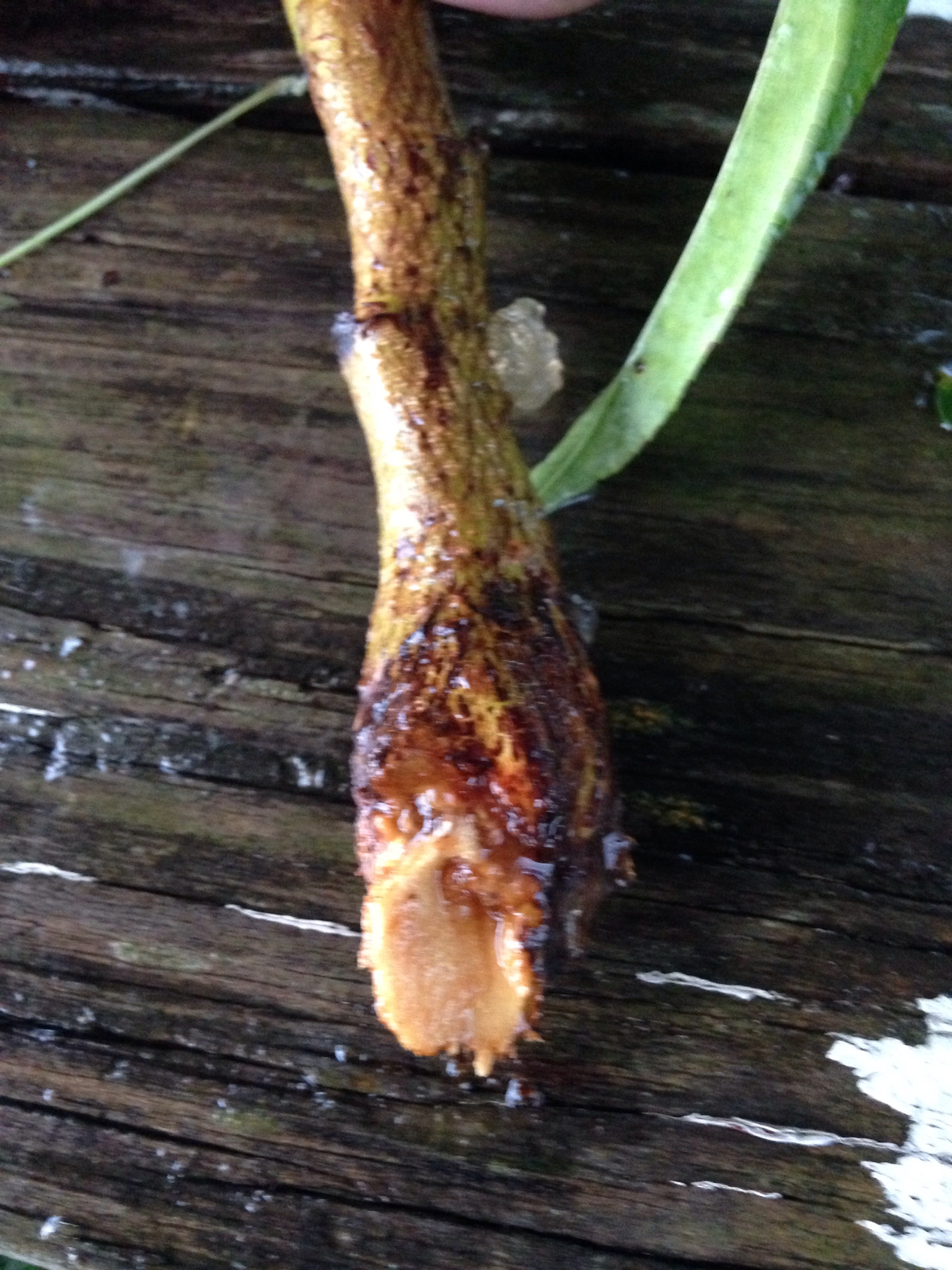 Apricot as peach rootstock - General Fruit Growing - Growing Fruit