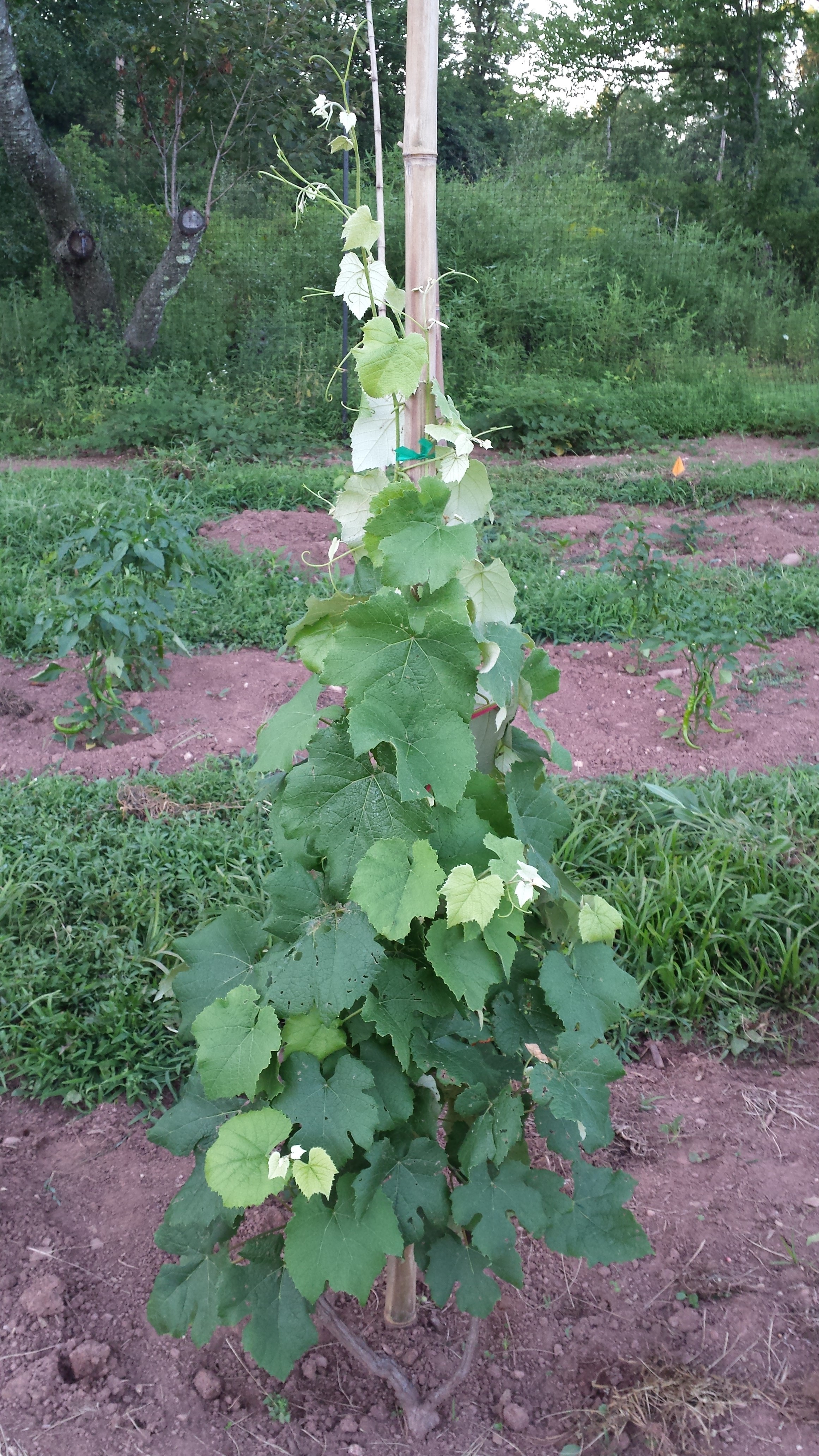 Long Dormant Grape Vine - General Fruit Growing - Growing Fruit