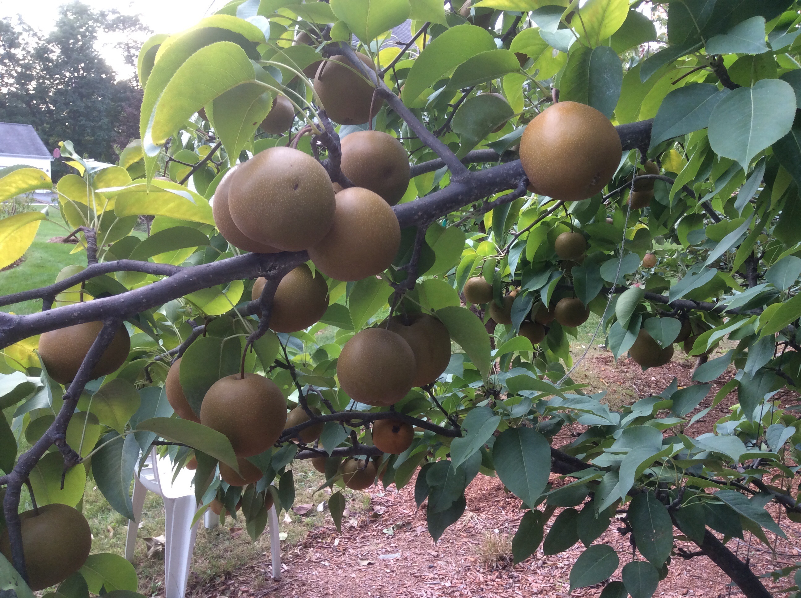 Korean Giant Asian pear - General Fruit Growing - Growing Fruit