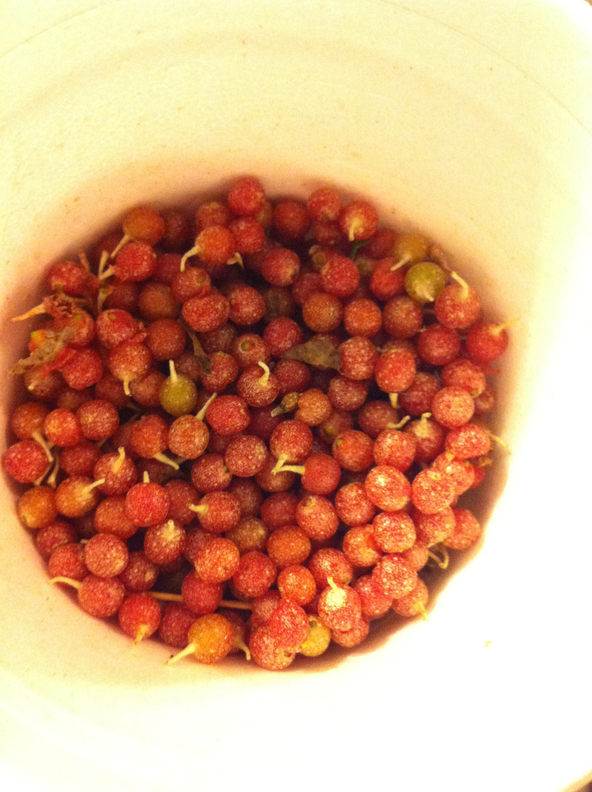 Lots of Goumi fruit - General Fruit Growing - Growing Fruit