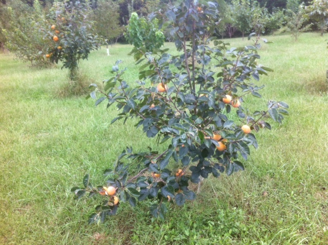 Che fruit - General Fruit Growing - Growing Fruit