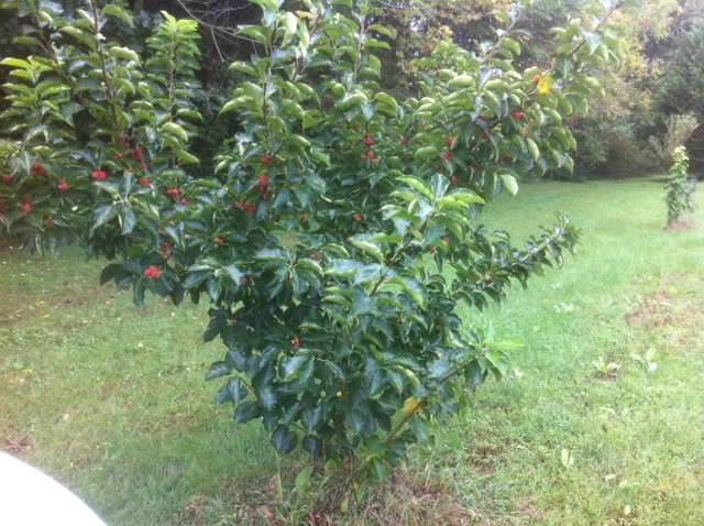 Che fruit - General Fruit Growing - Growing Fruit