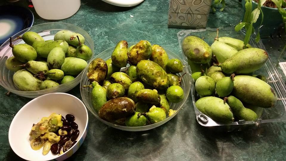 Ate my first Paw Paw today. it was very good - General Fruit Growing ...