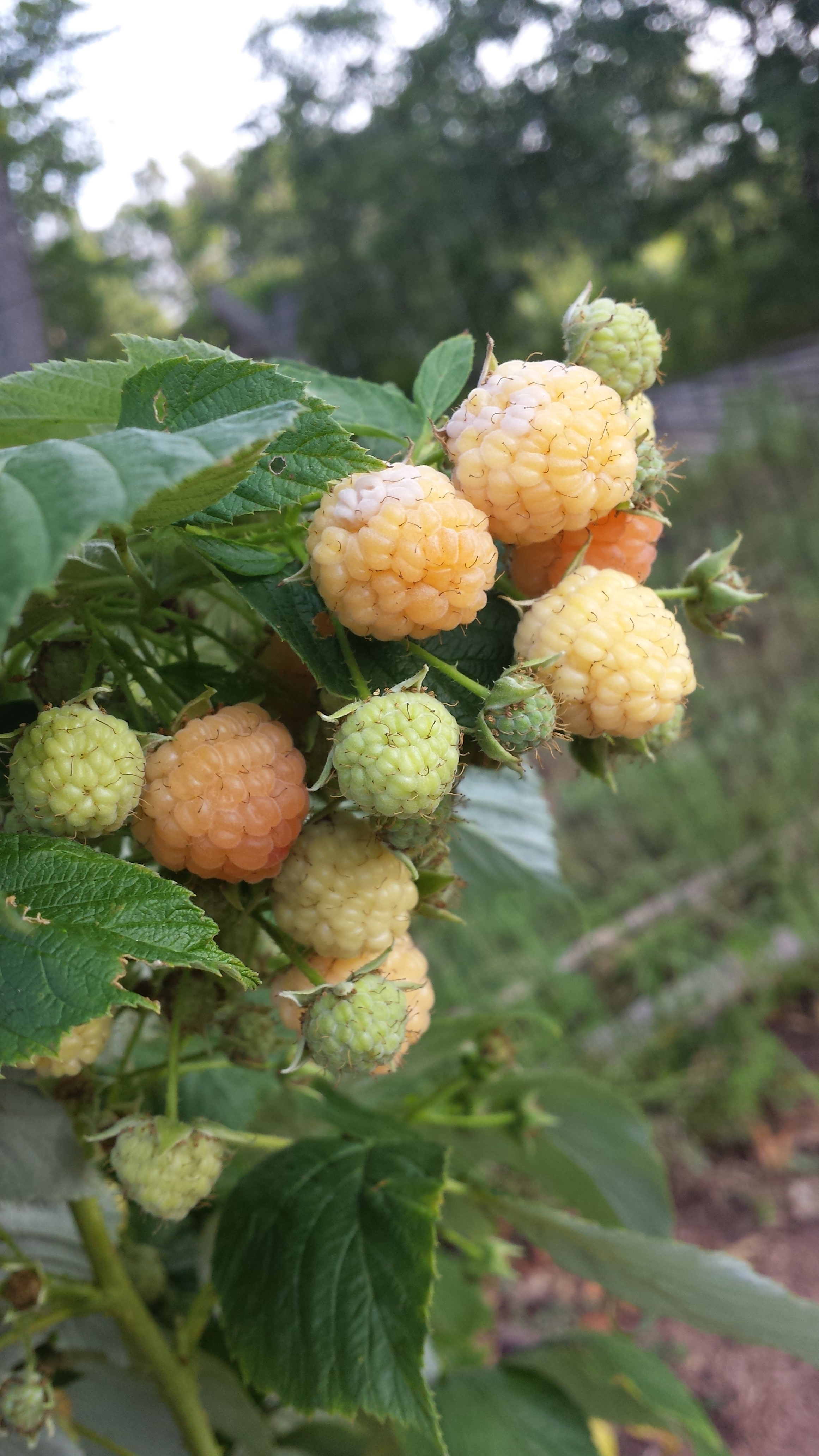 What Is This Yellow Raspberry? - General Fruit Growing - Growing Fruit