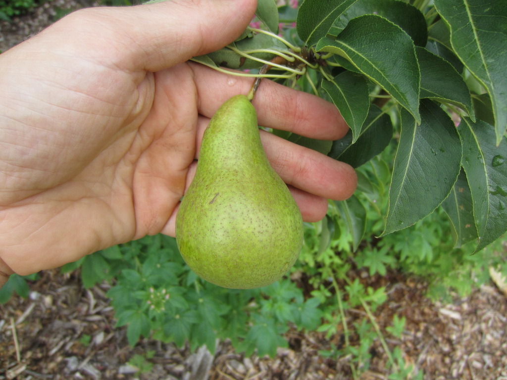 What is everyone eating from their orchard today? - General Fruit ...