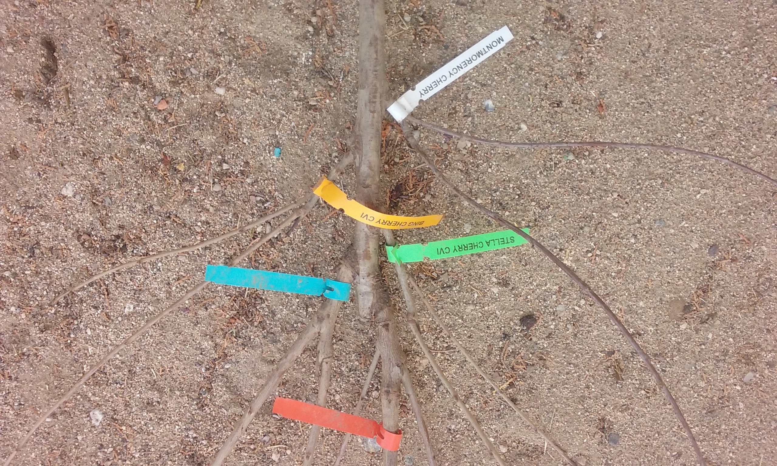 Multi-Graft cherry - General Fruit Growing - Growing Fruit