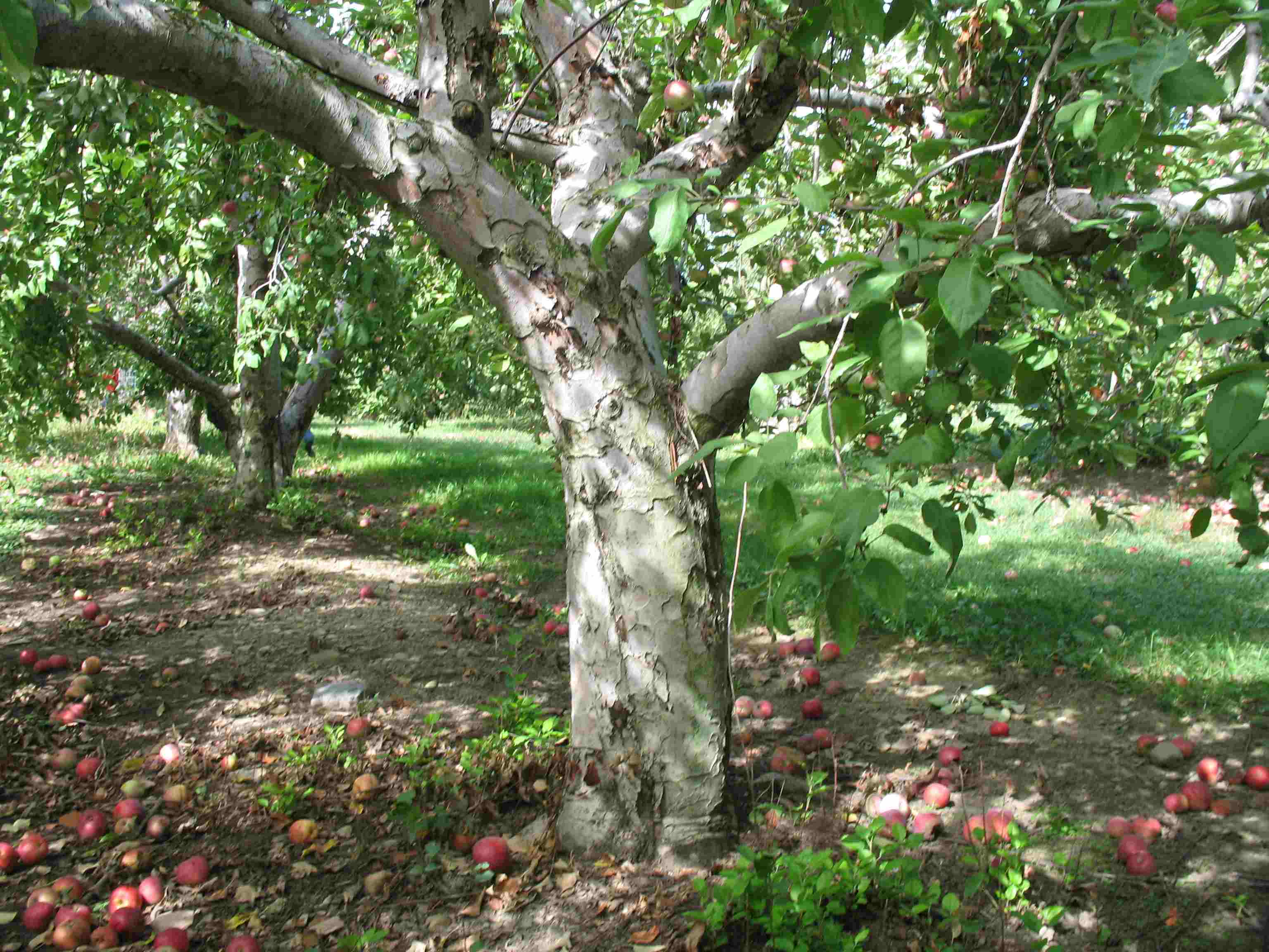 Using seedling apple as rootstock - General Fruit Growing - Growing Fruit