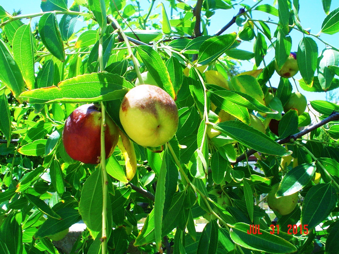 Jujube fruit set if you don't have hot dry summers - General Fruit ...