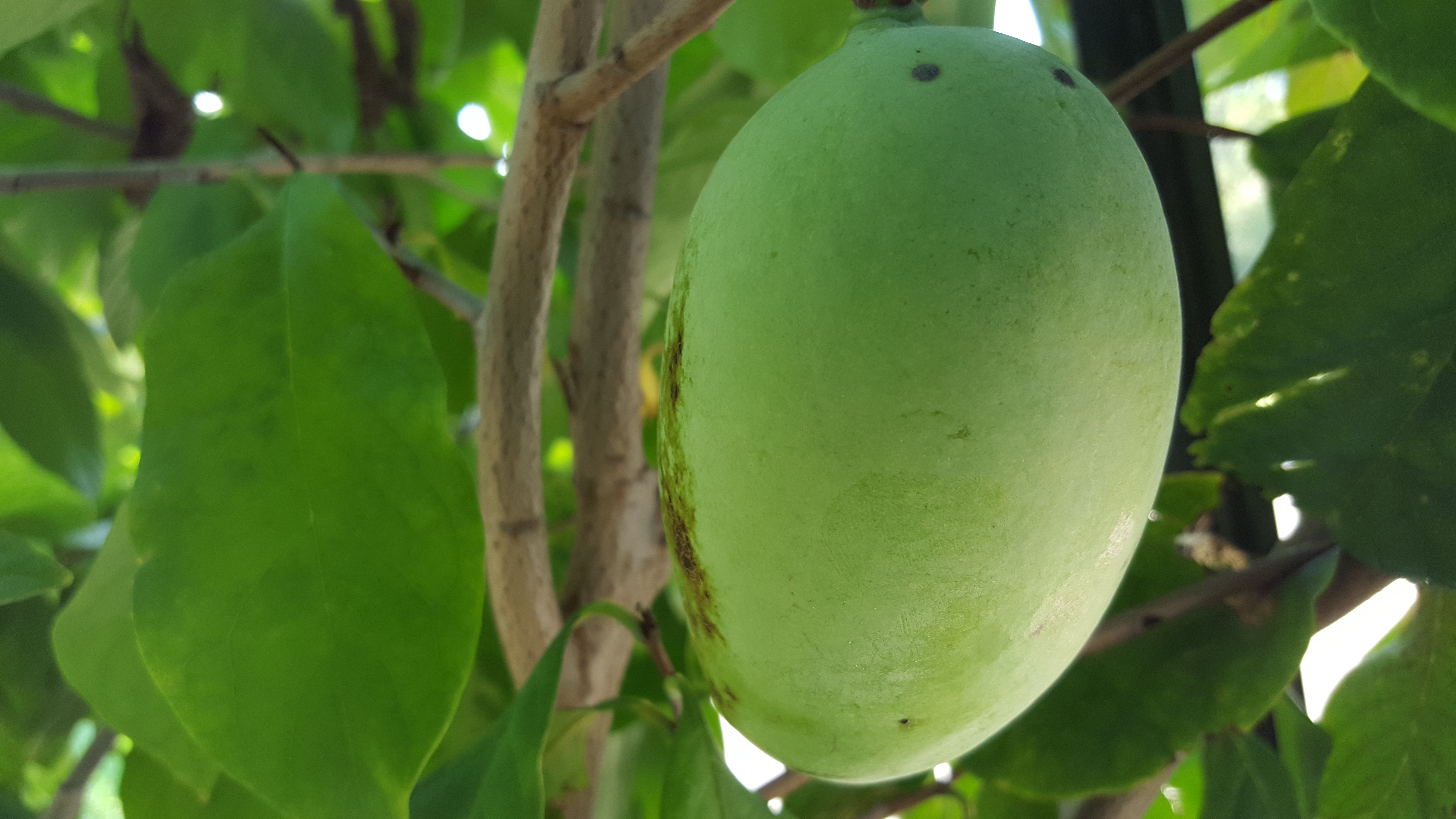 First ripe Shenandoah pawpaw of the season - General Fruit Growing ...