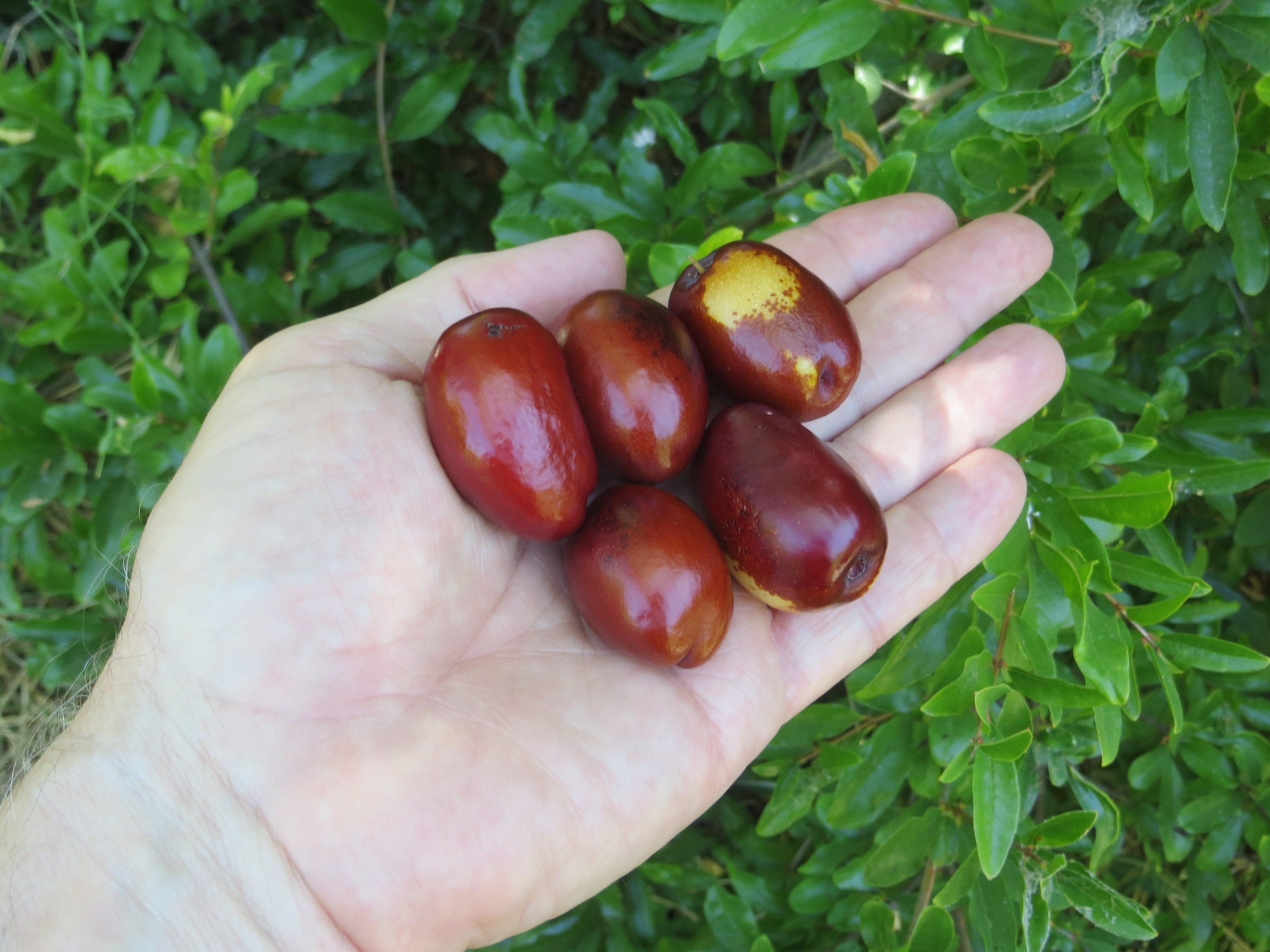 2017 jujube crop - General Fruit Growing - Growing Fruit