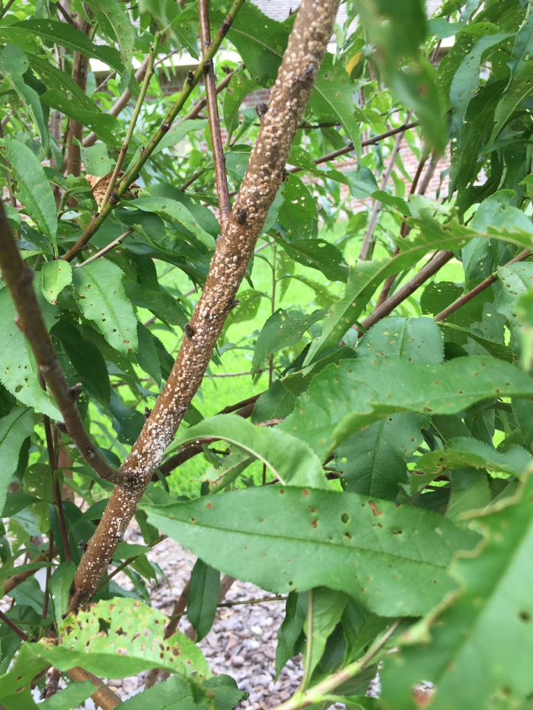 What's this on my Indian Free peach tree? - General Fruit Growing ...
