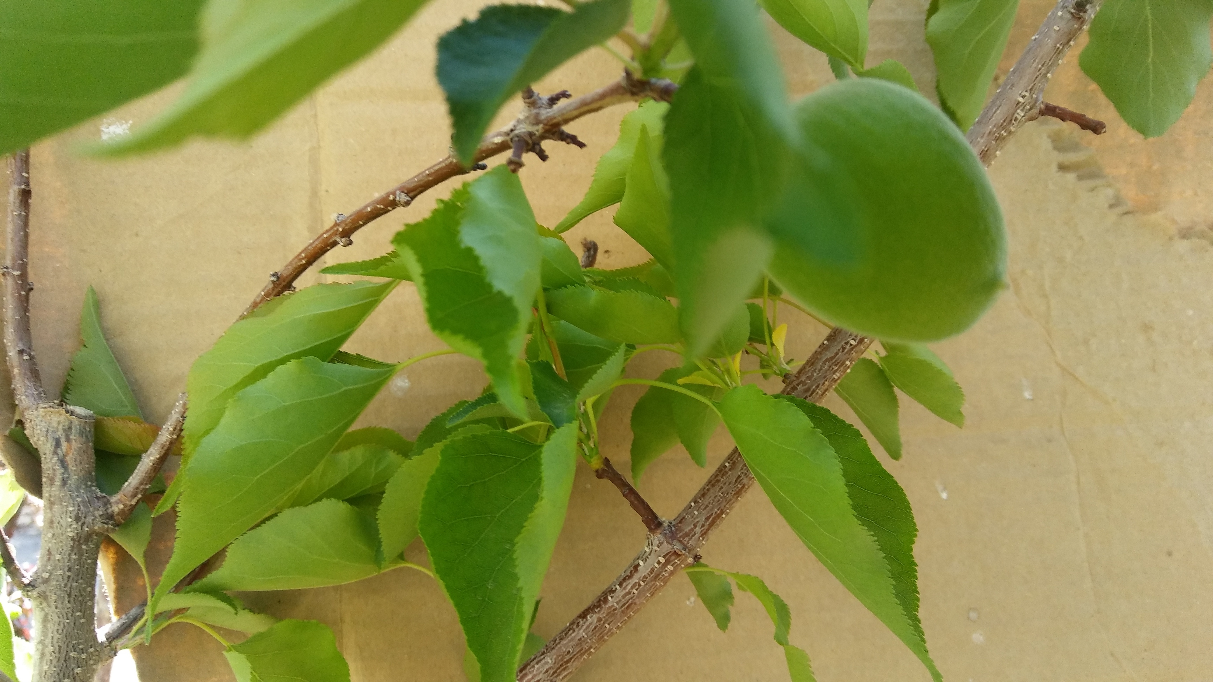 Leah-Cot Apriums - General Fruit Growing - Growing Fruit