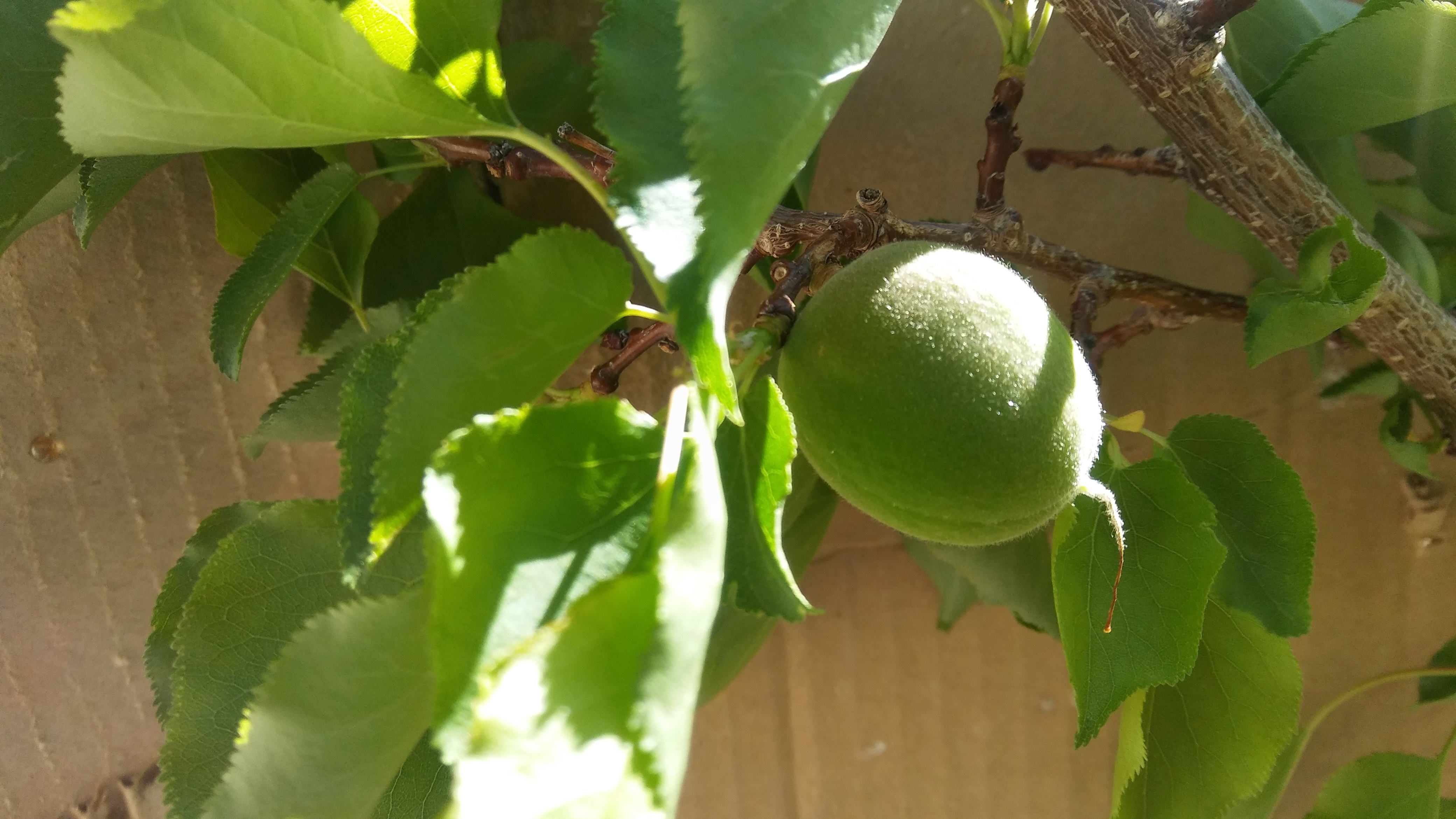 Leah-Cot Apriums - General Fruit Growing - Growing Fruit