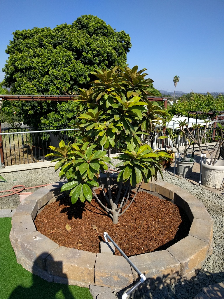 Green Sapote (Pouteria viridis) - Pictures! - Growing Fruit