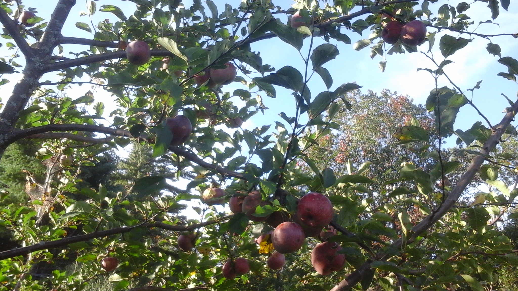 Blue Pearmain apple - General Fruit Growing - Growing Fruit