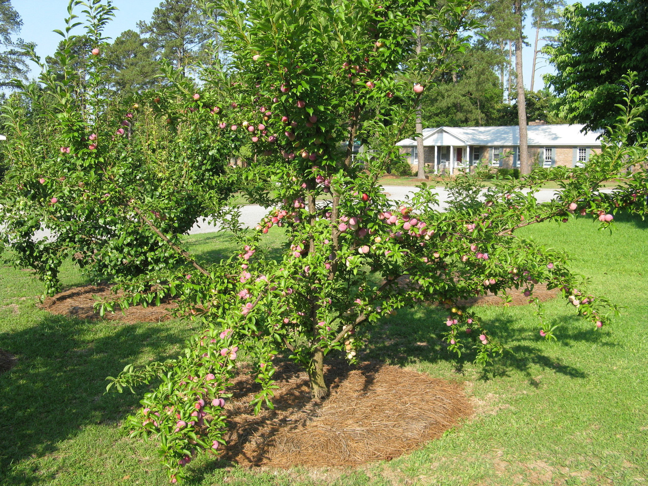 Purchasing plum trees for the first time - General Fruit Growing ...