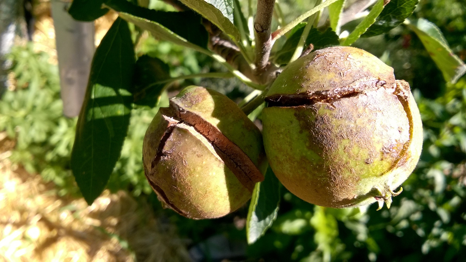 I.D. Crack on apple surface, please - General Fruit Growing - Growing Fruit