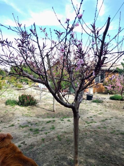 NectaPlum - Pictures! - Growing Fruit