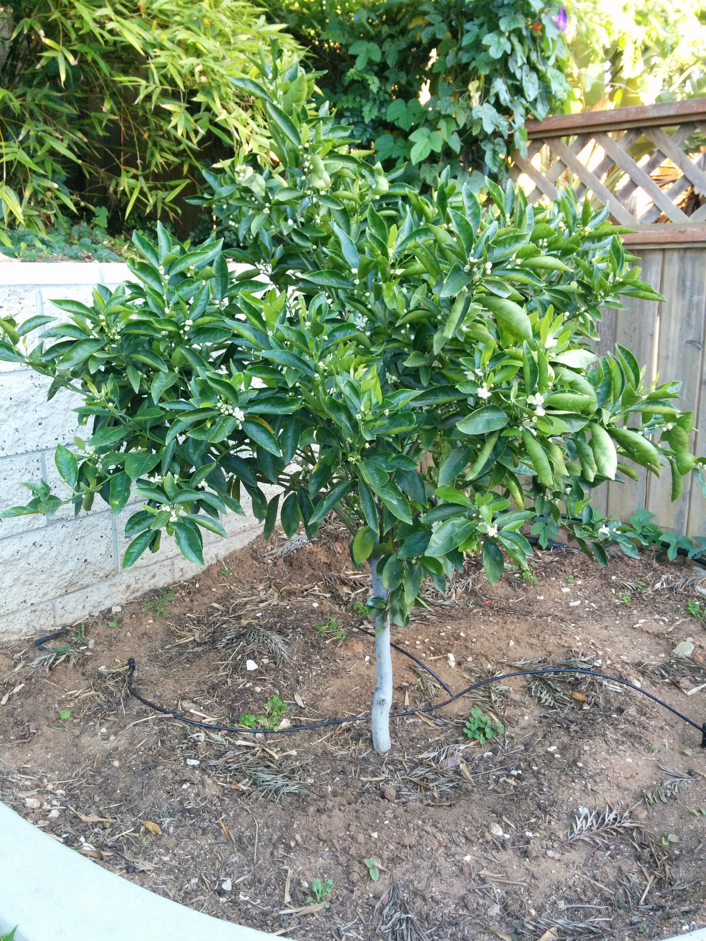 15 Gallon Gold Nugget Mandarin has been planted : ) - Pictures ...
