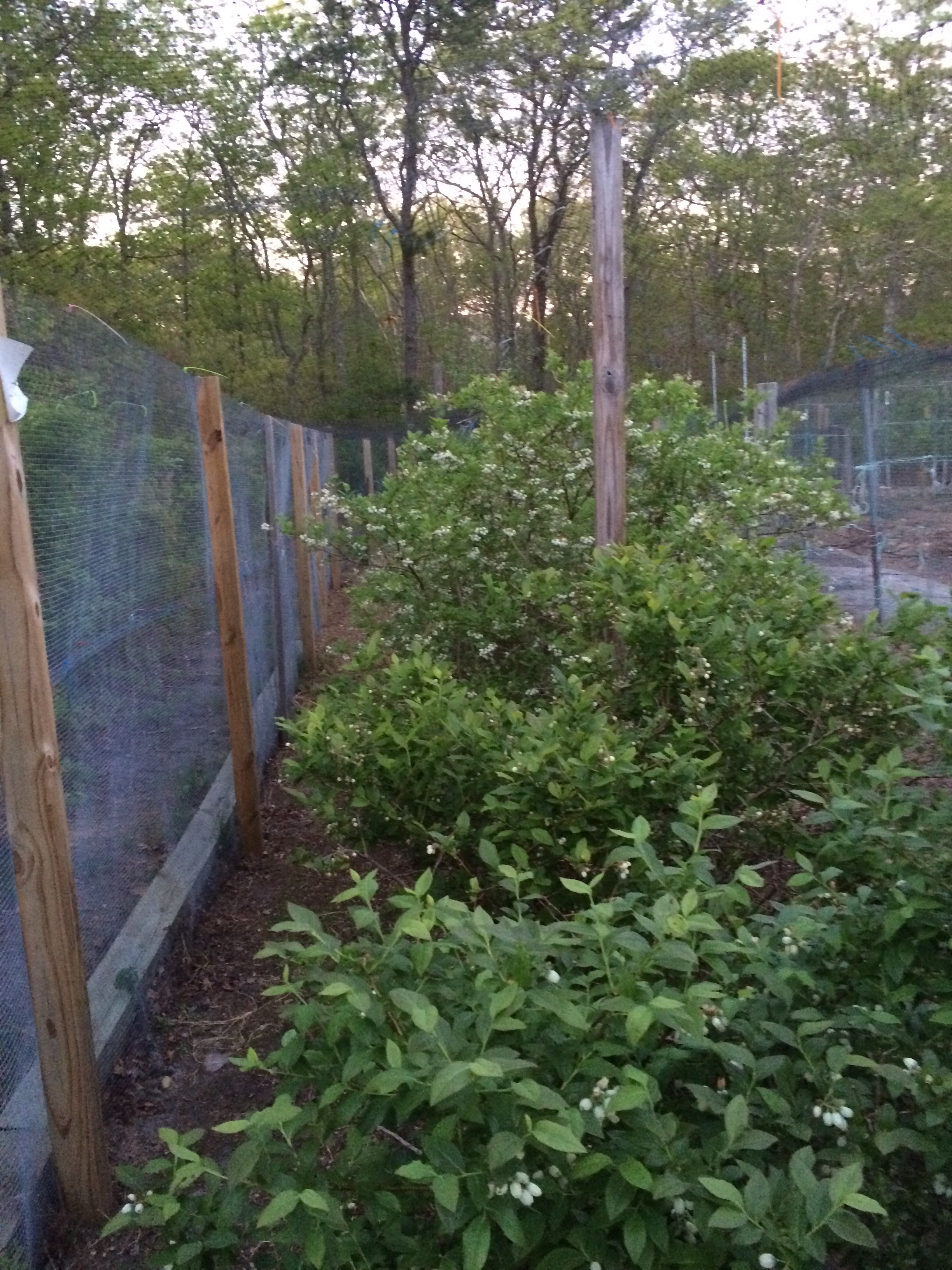 Blueberry Orchard today - Pictures! - Growing Fruit