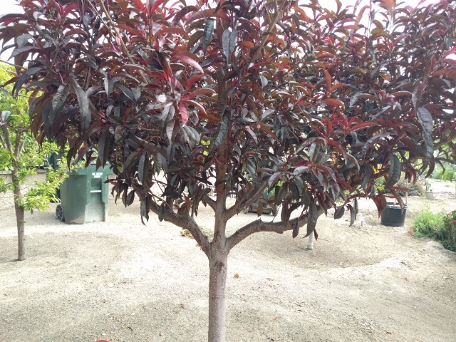 NectaPlum - Pictures! - Growing Fruit