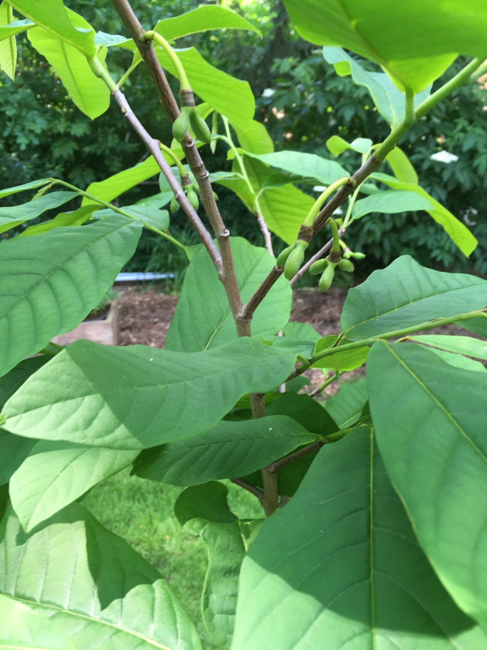 Pawpaw fruitlets! - Pictures! - Growing Fruit