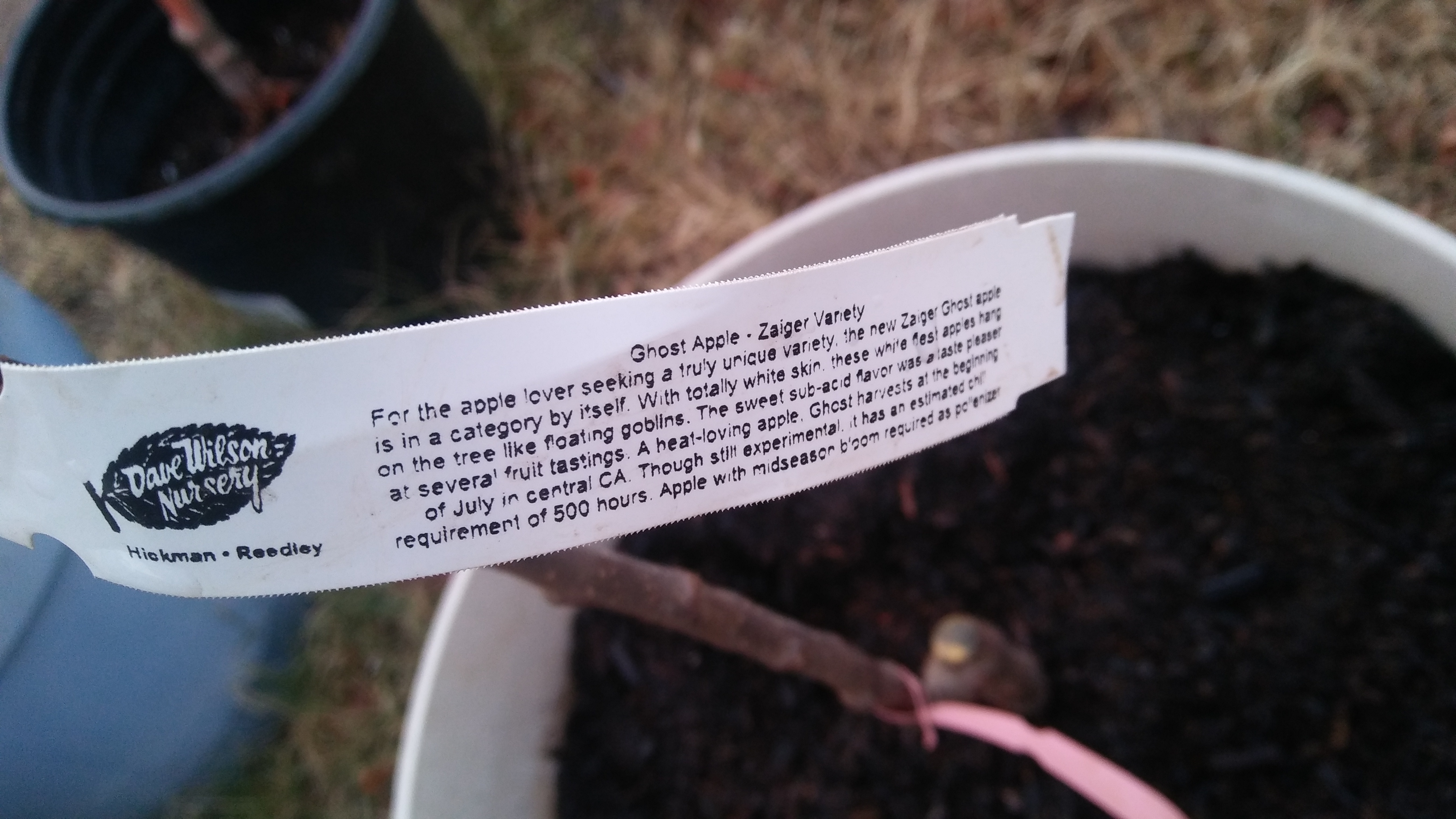 Ghost Apple - General Fruit Growing - Growing Fruit