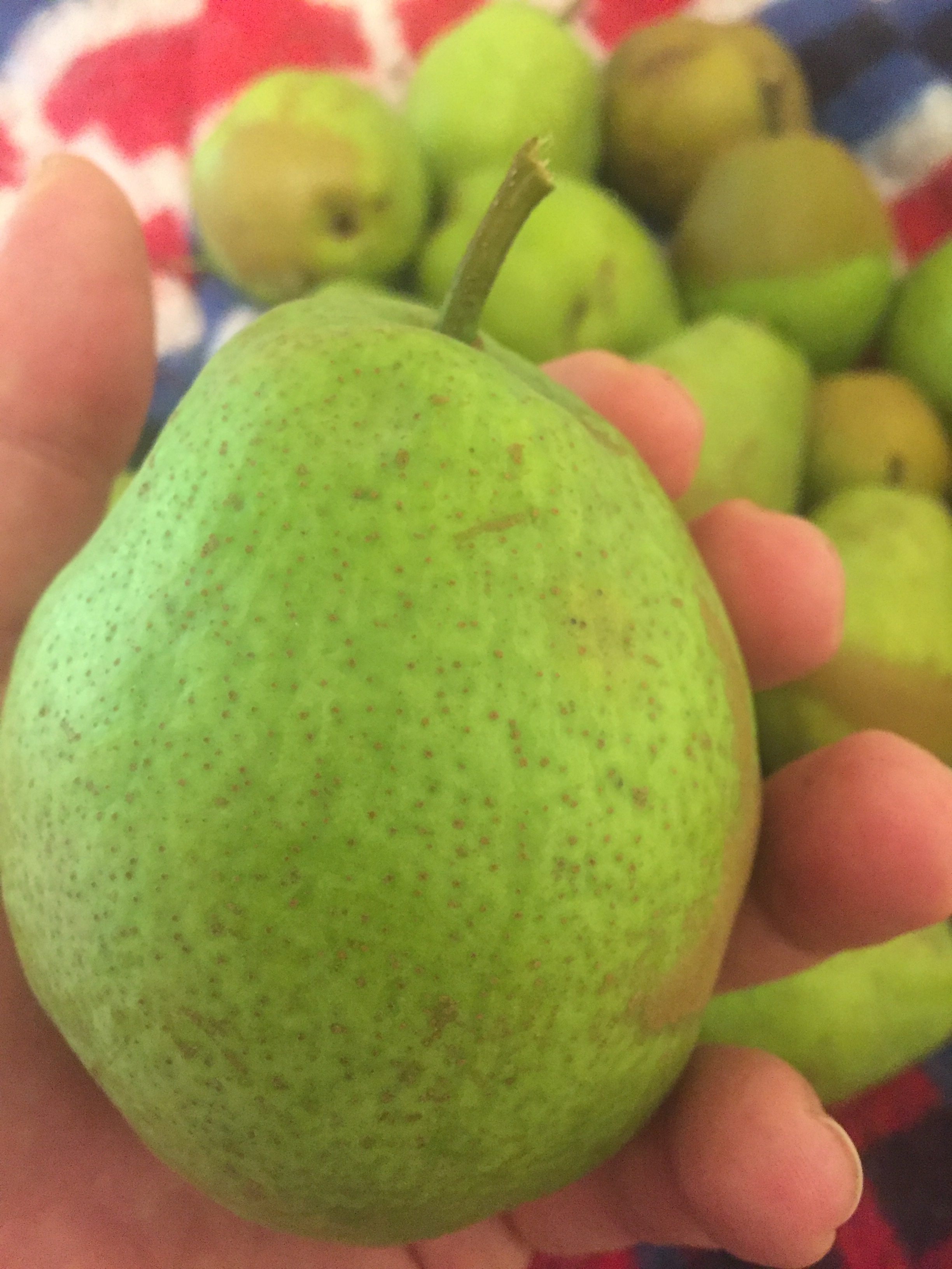 Largest / Best tasting pear - General Fruit Growing - Growing Fruit