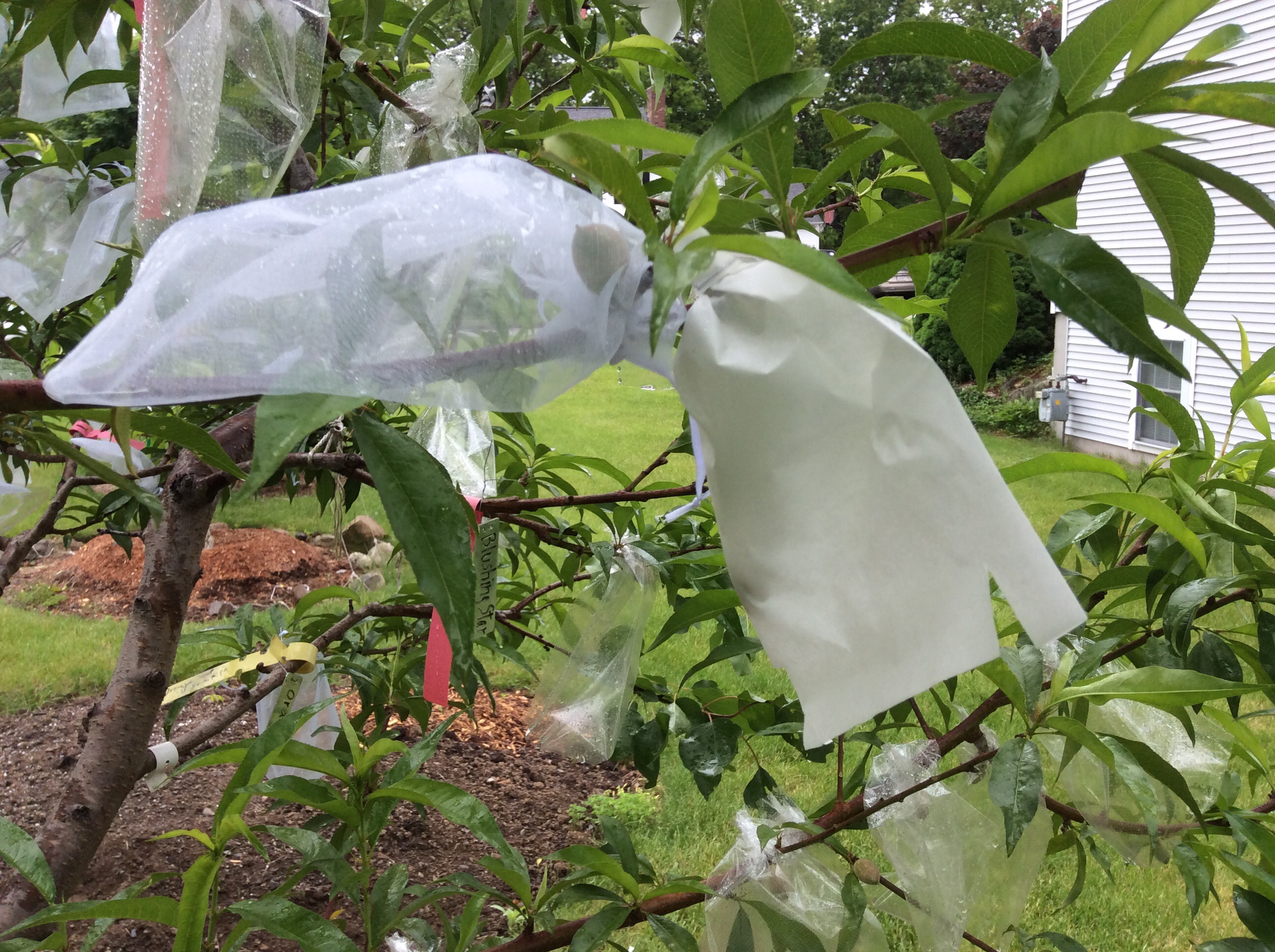 The bagging starts - General Fruit Growing - Growing Fruit