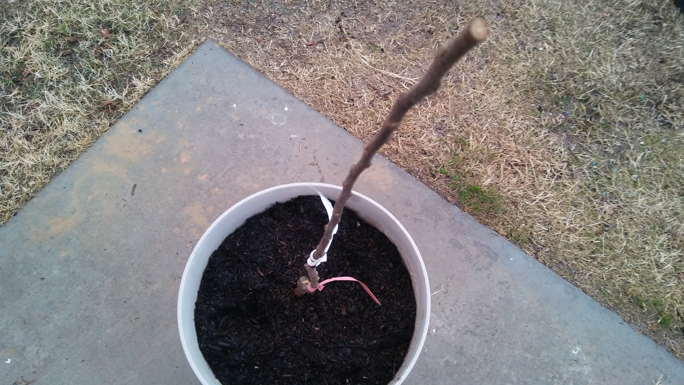 Ghost Apple - General Fruit Growing - Growing Fruit