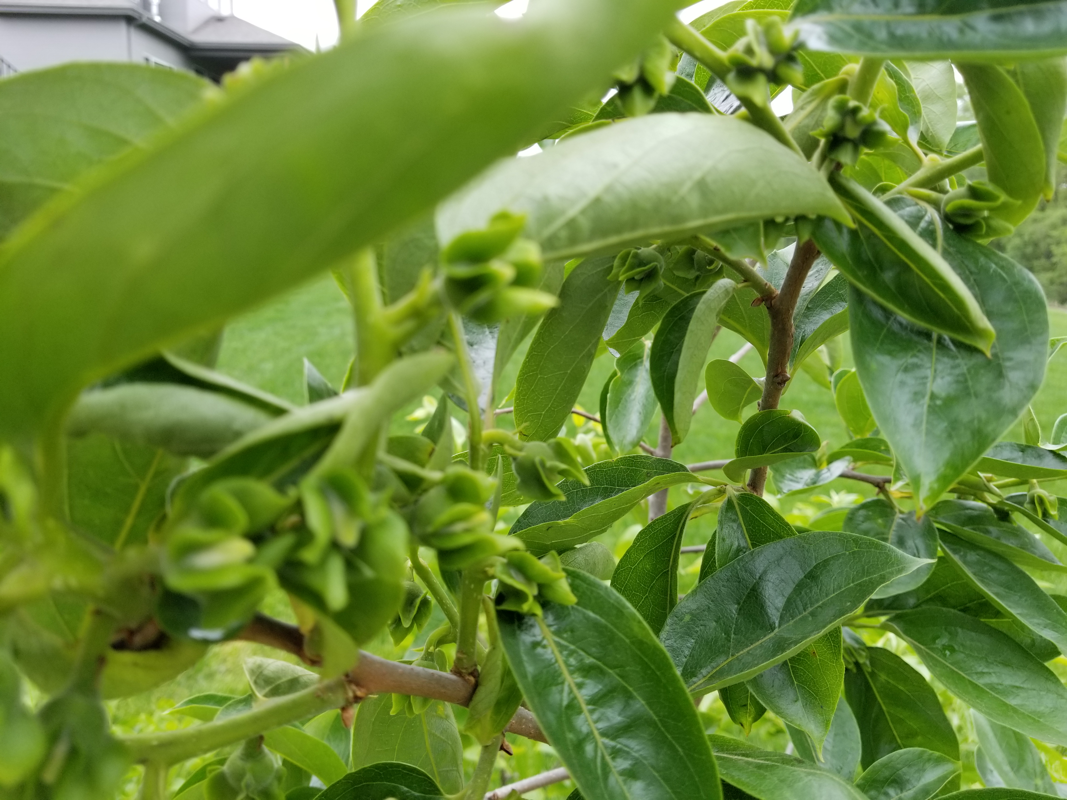 Che fruit - General Fruit Growing - Growing Fruit