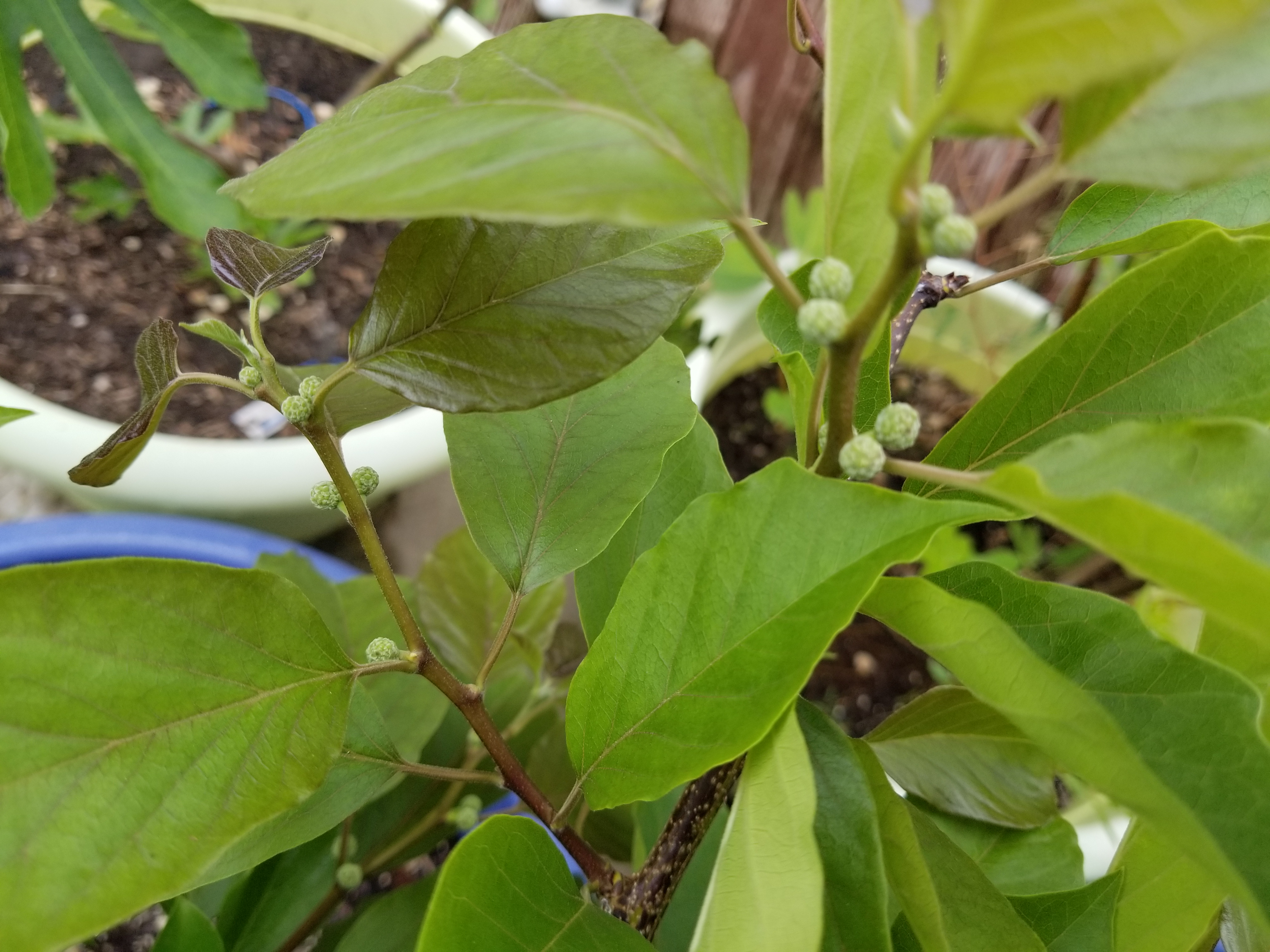 Che fruit - General Fruit Growing - Growing Fruit