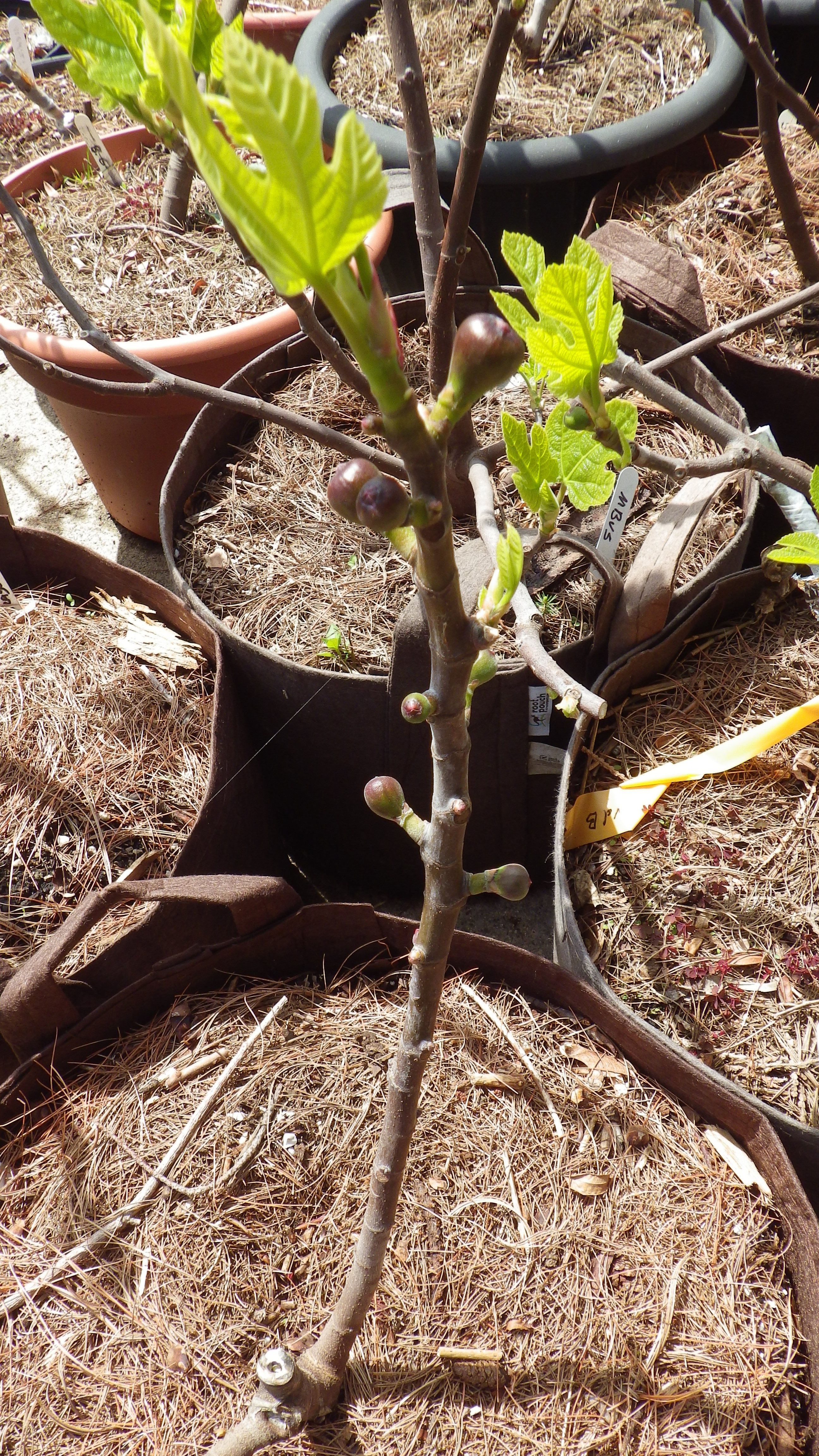 Fig breba crops - General Fruit Growing - Growing Fruit