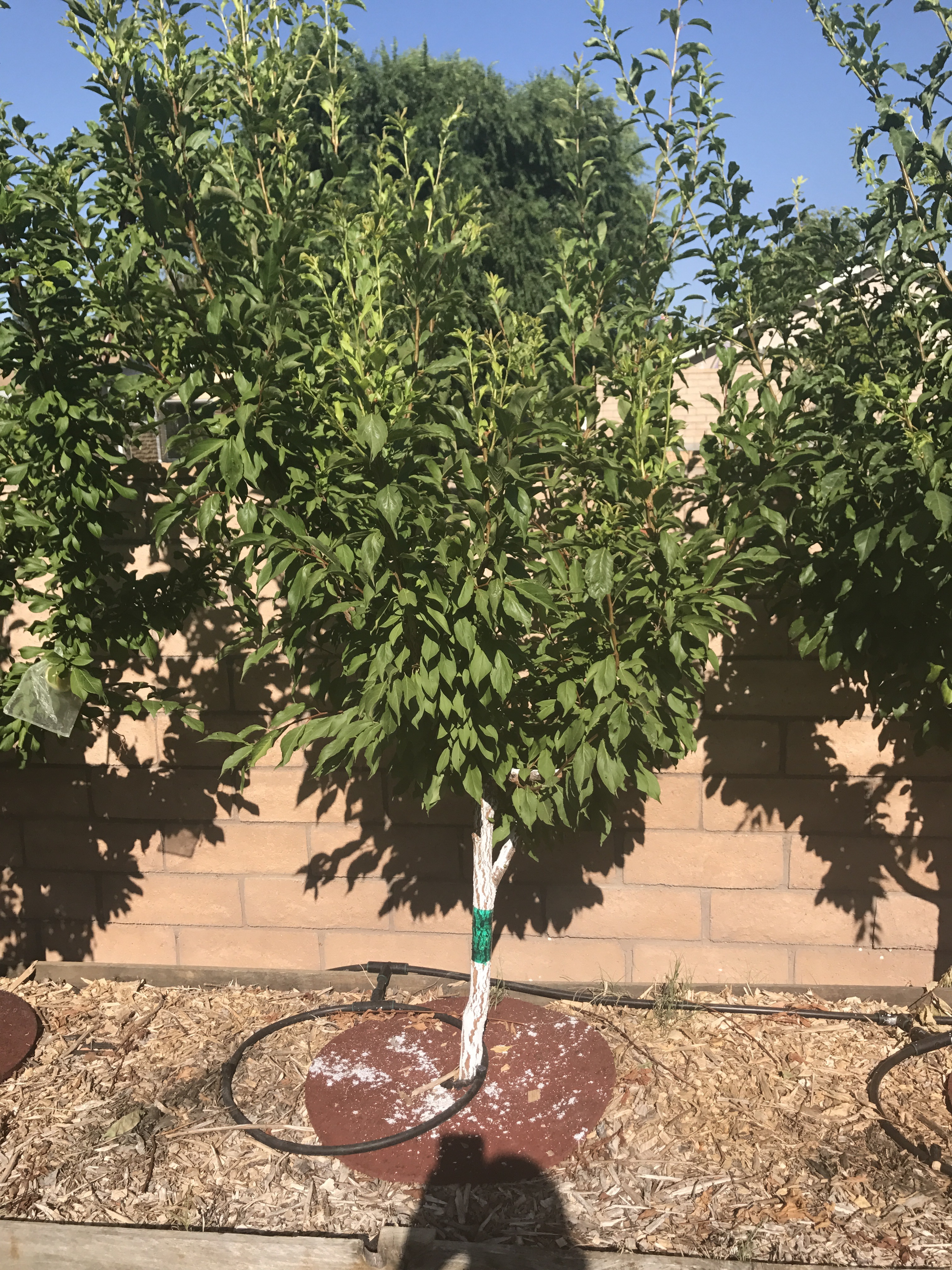 Tasted my first Dapple supreme pluot - General Fruit Growing - Growing ...