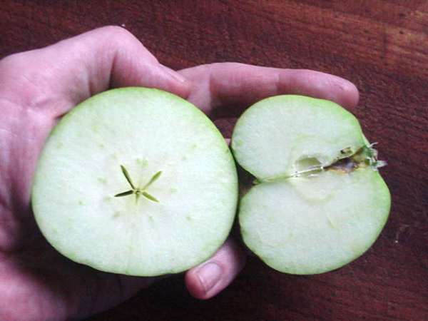 Spencer Seedless Apple - General Fruit Growing - Growing Fruit