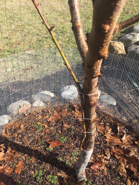 Training branch up trunk to become a scaffold branch - General Fruit ...