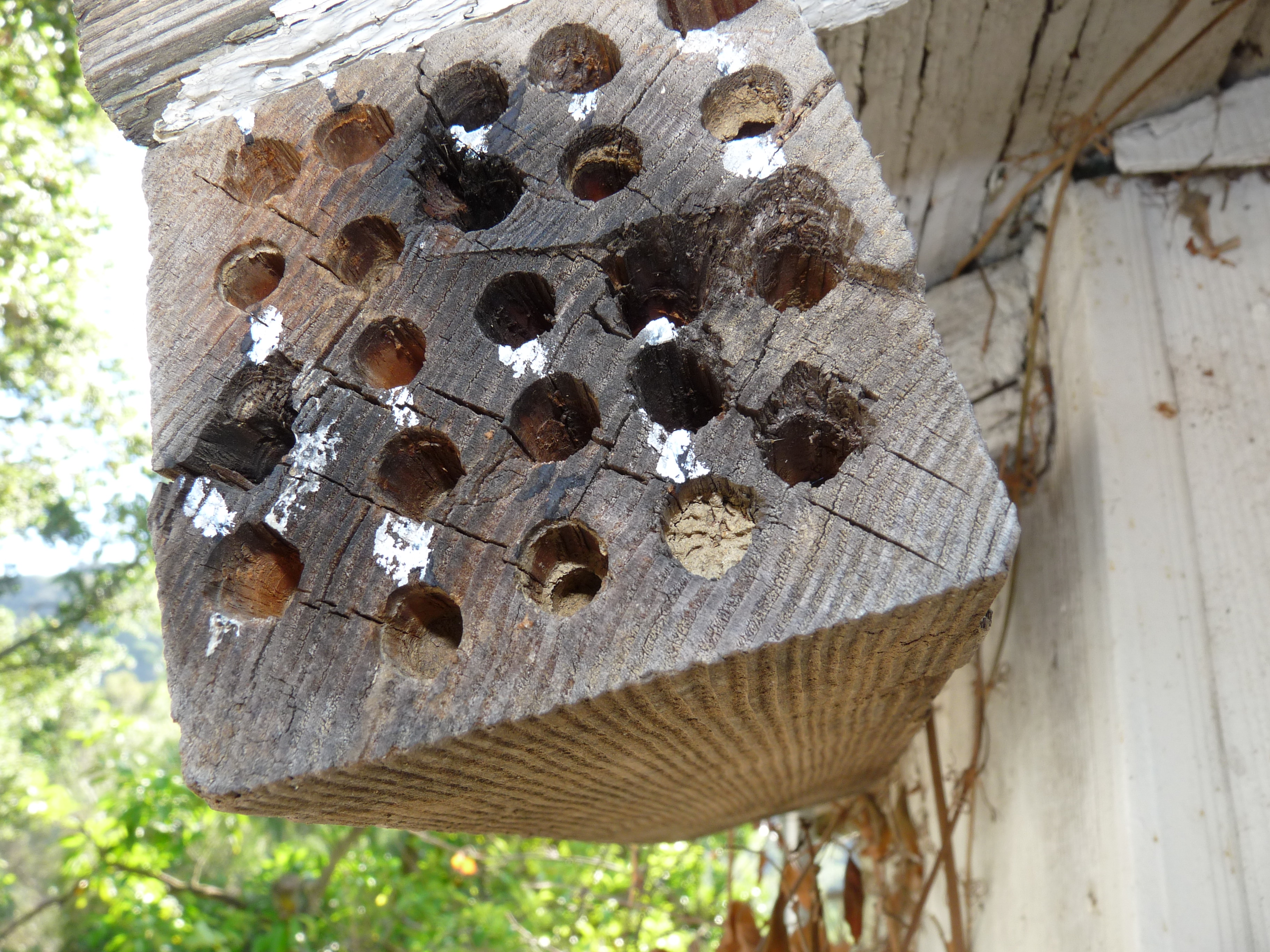 Mason Bee Keeping - General Fruit Growing - Growing Fruit