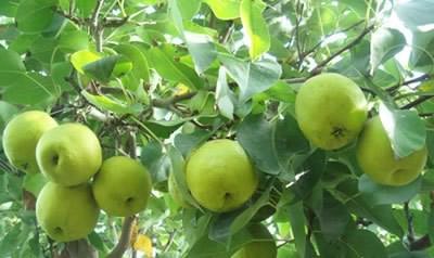 Who's growing the Xinjiang Fragrant Pear? - General Fruit Growing ...