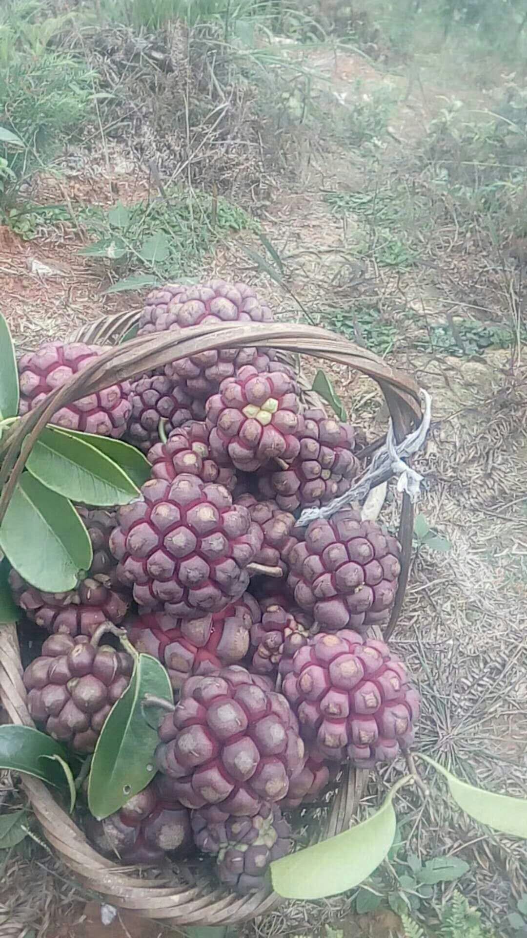 Che fruit - General Fruit Growing - Growing Fruit