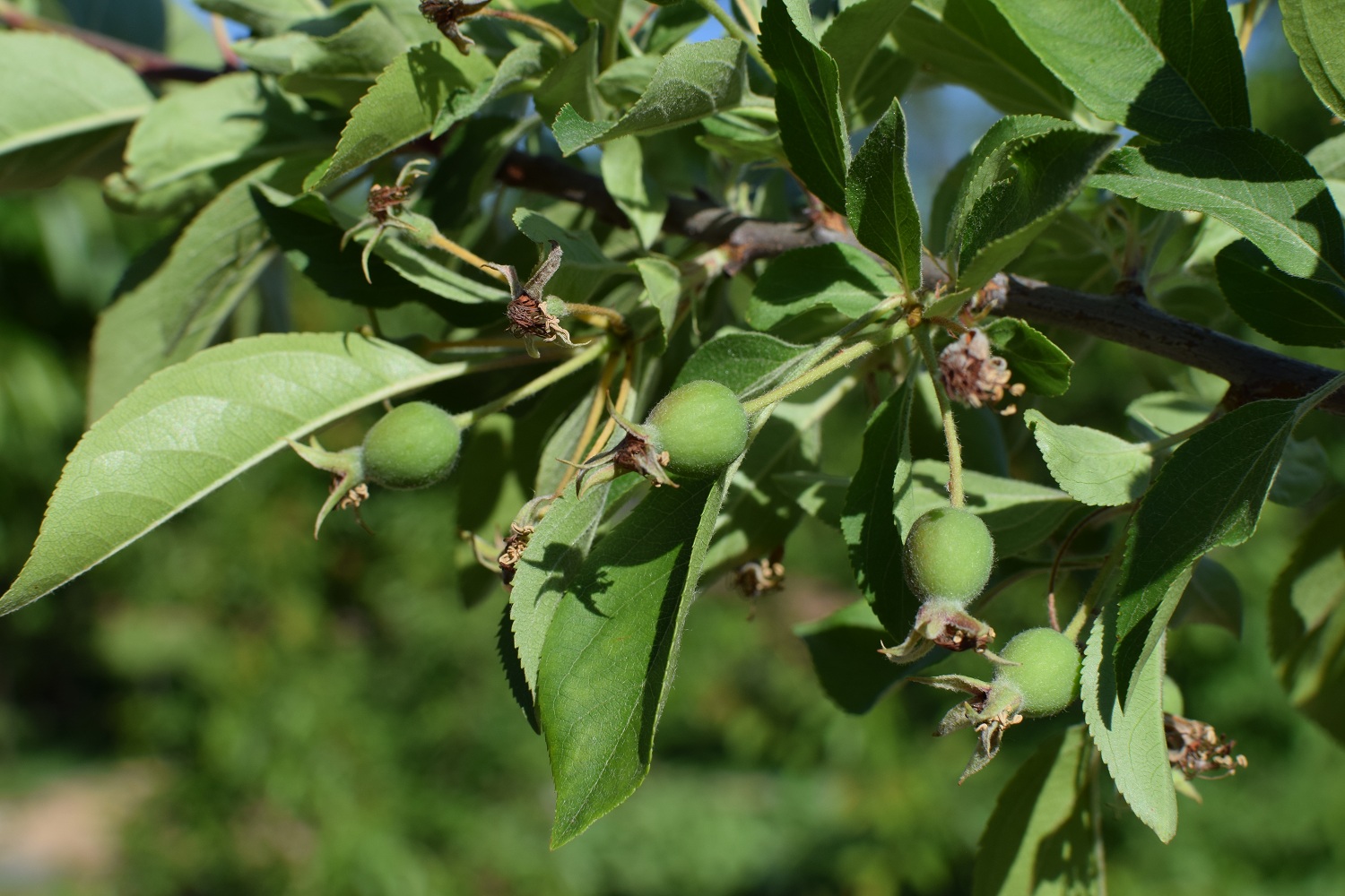 New Apple Seedling Varieties - General Fruit Growing - Growing Fruit