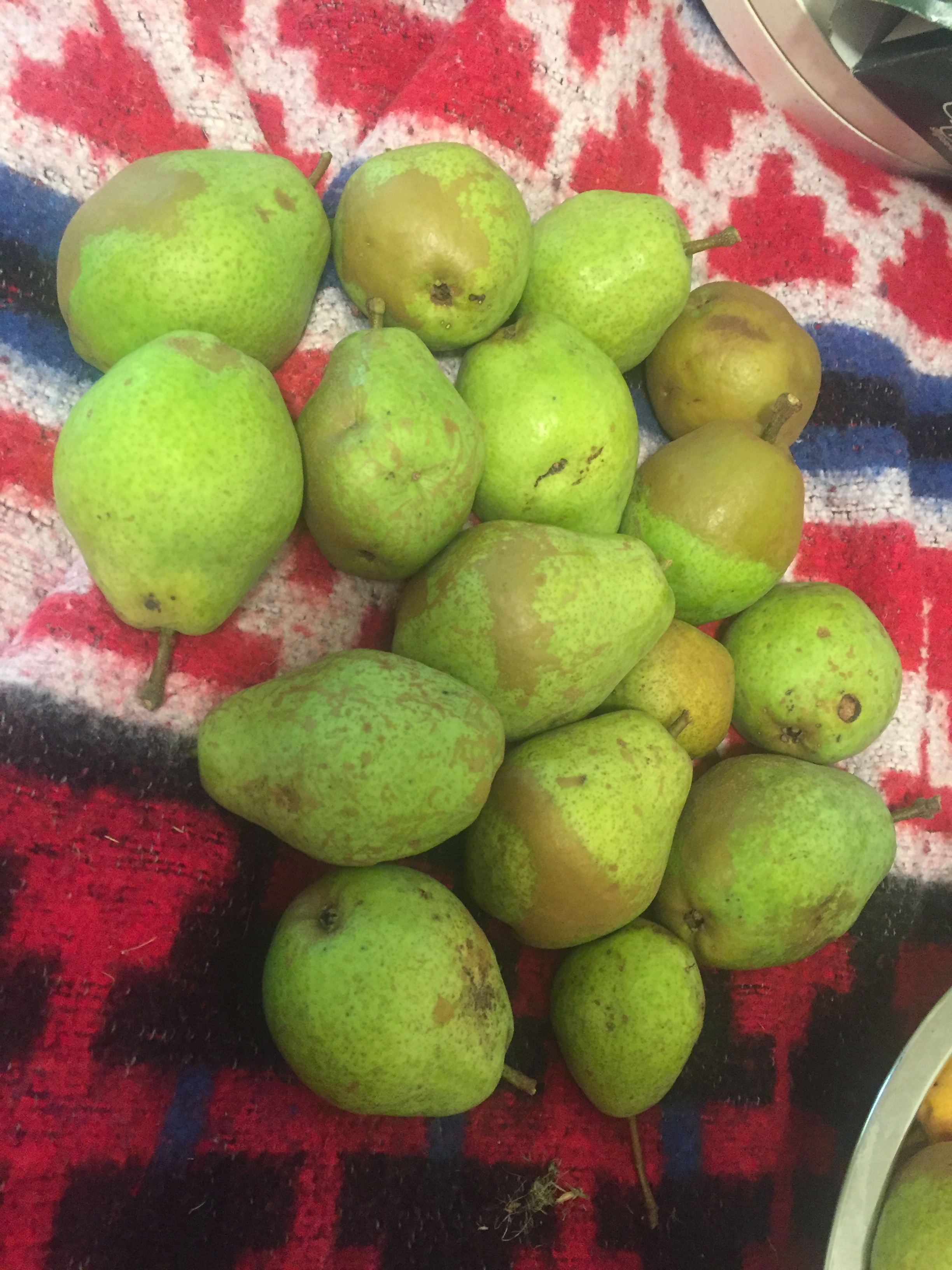 Largest / Best tasting pear - General Fruit Growing - Growing Fruit