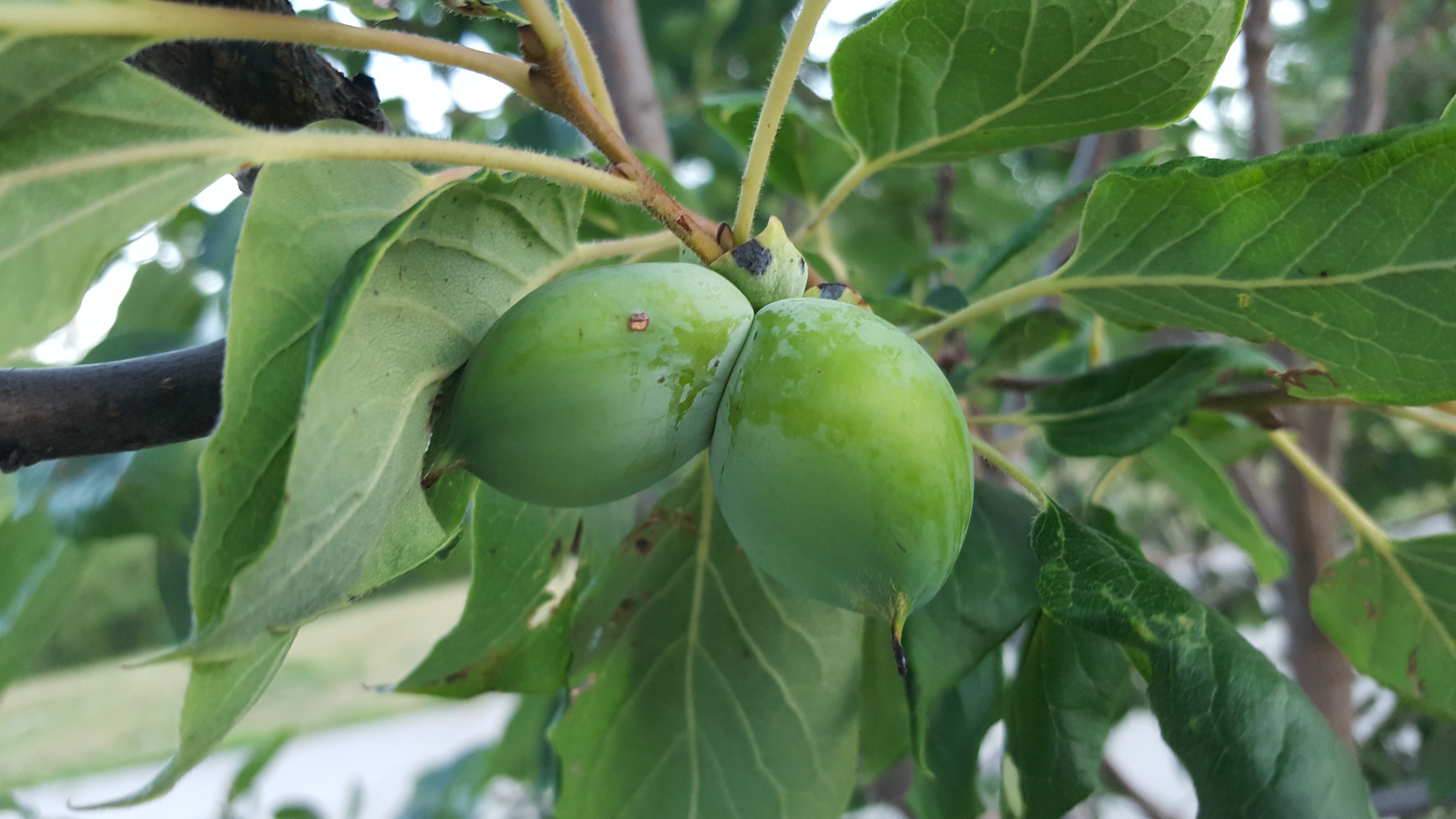 Prok and Yates American persimmons - General Fruit Growing - Growing Fruit