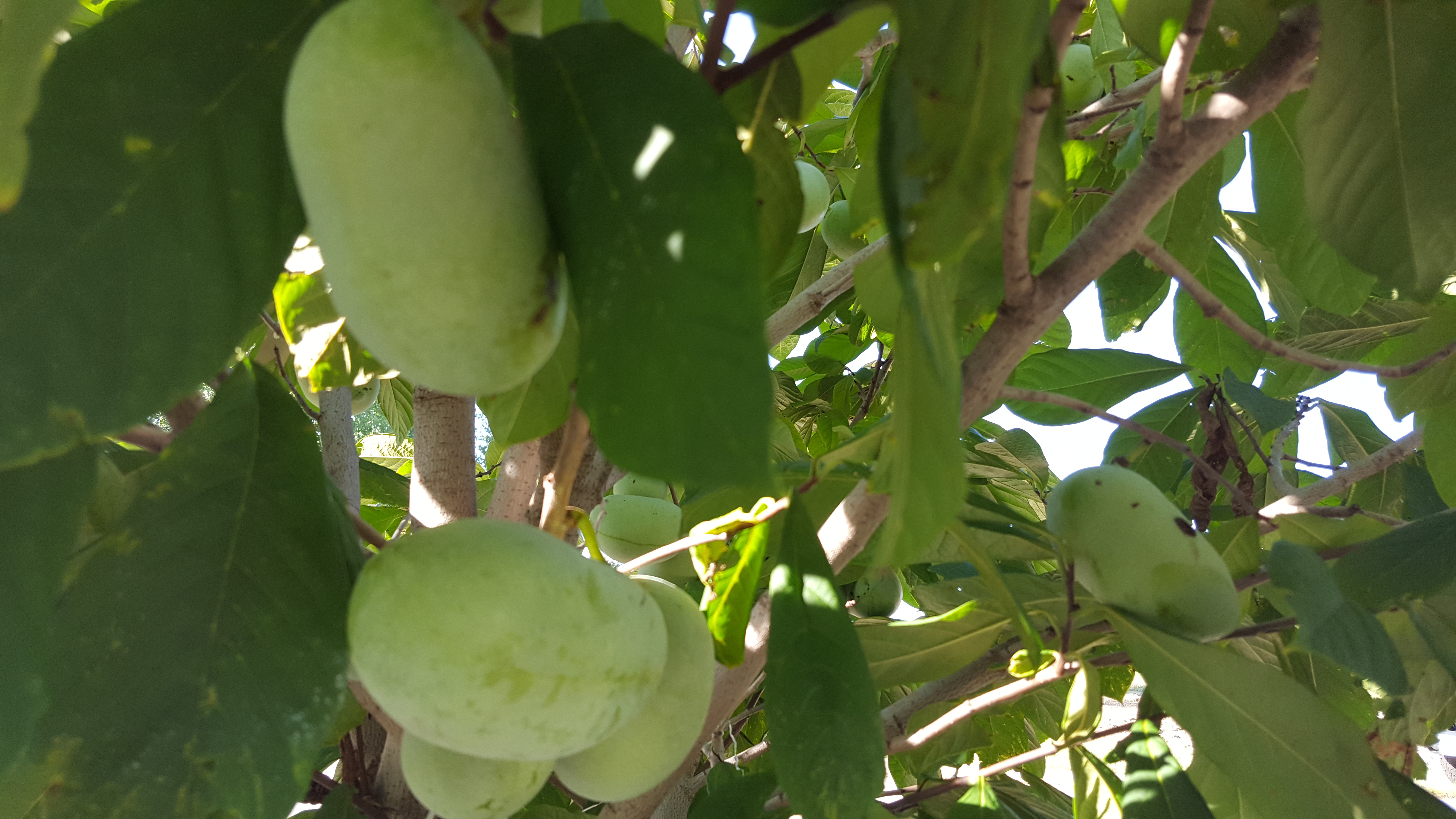 First ripe Shenandoah pawpaw of the season - General Fruit Growing ...