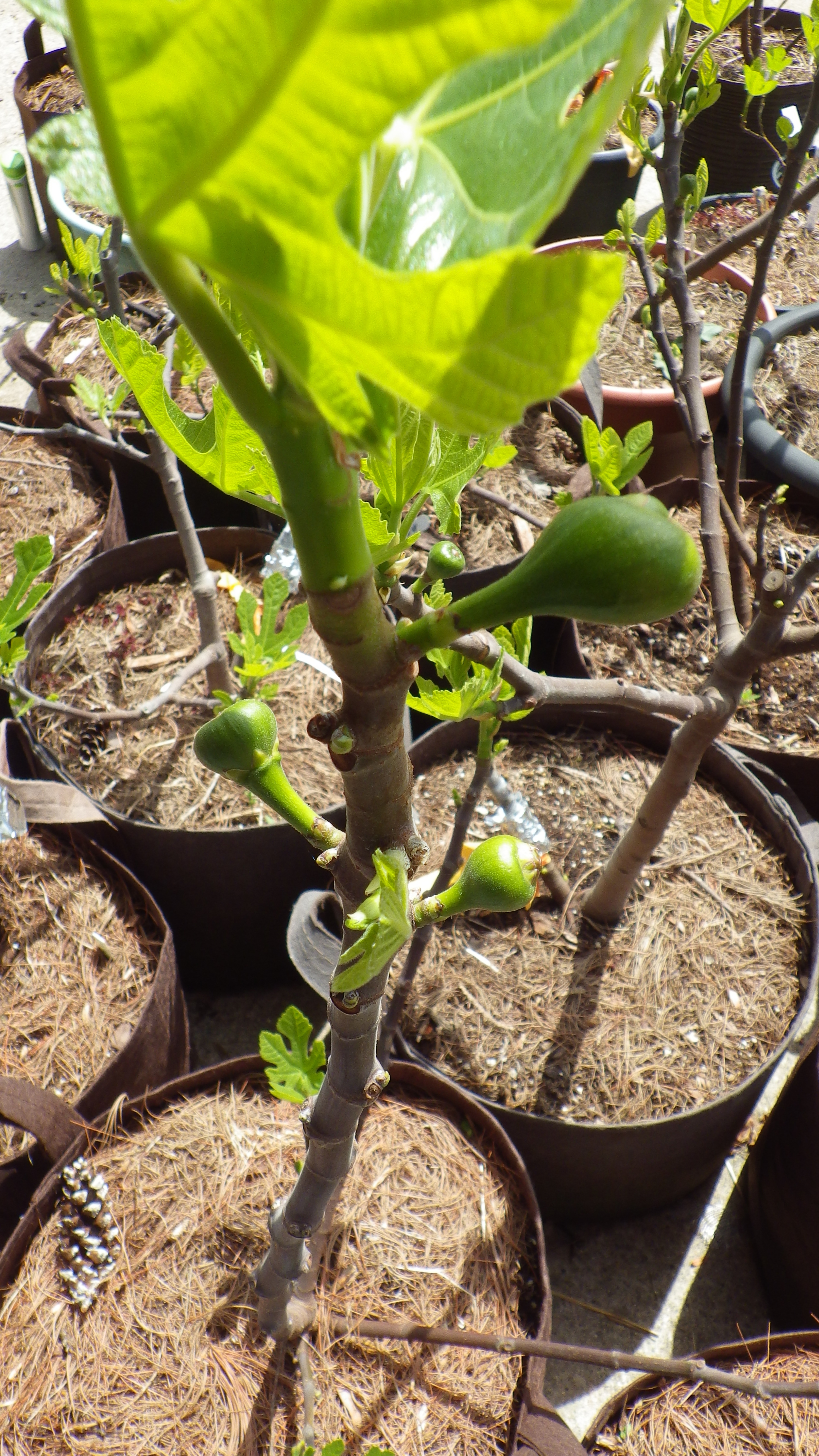 Fig breba crops - General Fruit Growing - Growing Fruit